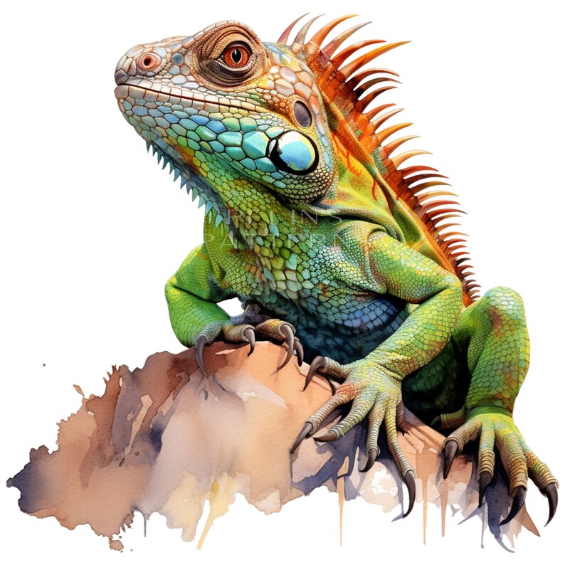 Lizard Png Clipart - Etsy