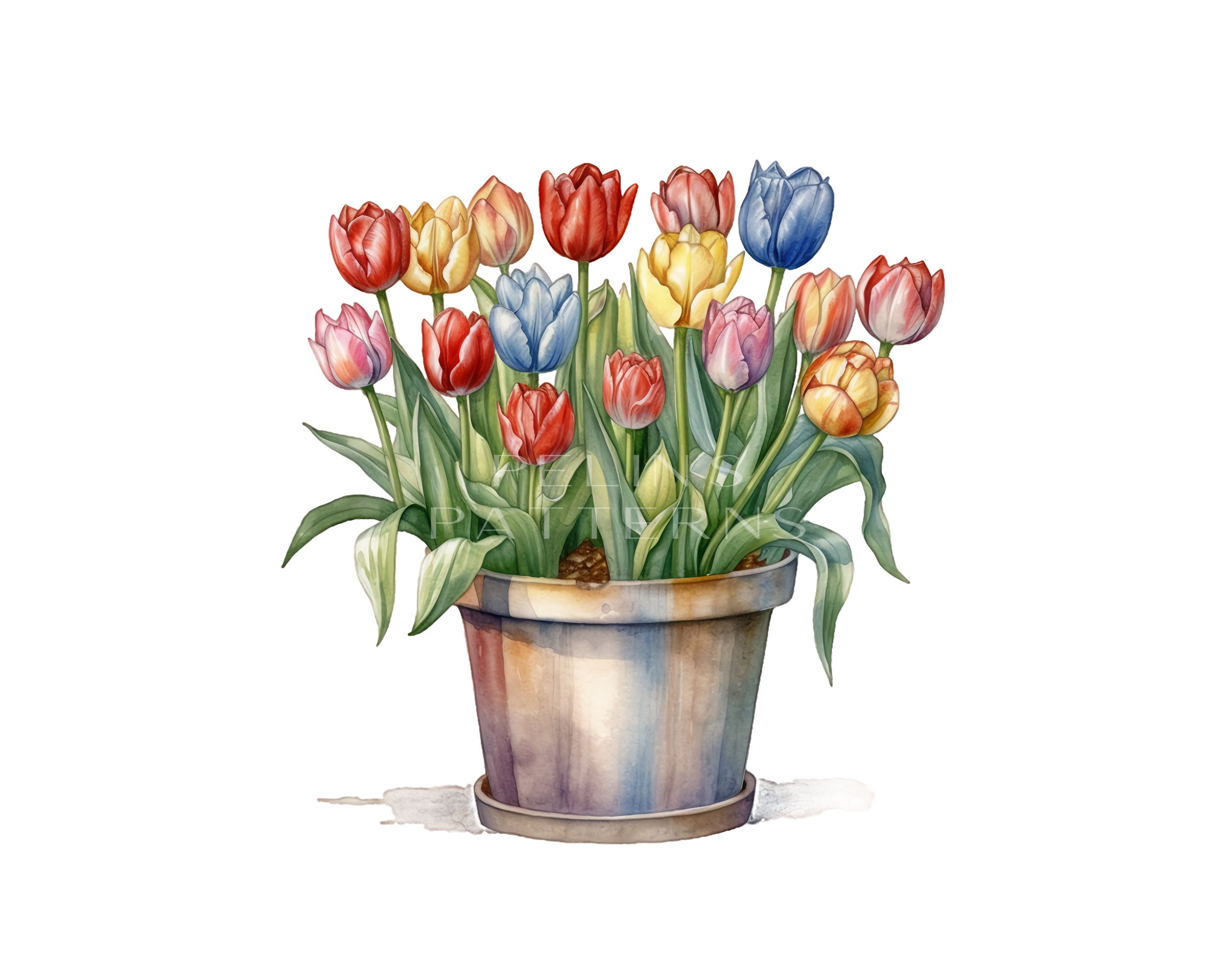 Tulip PNG Clipart - Etsy