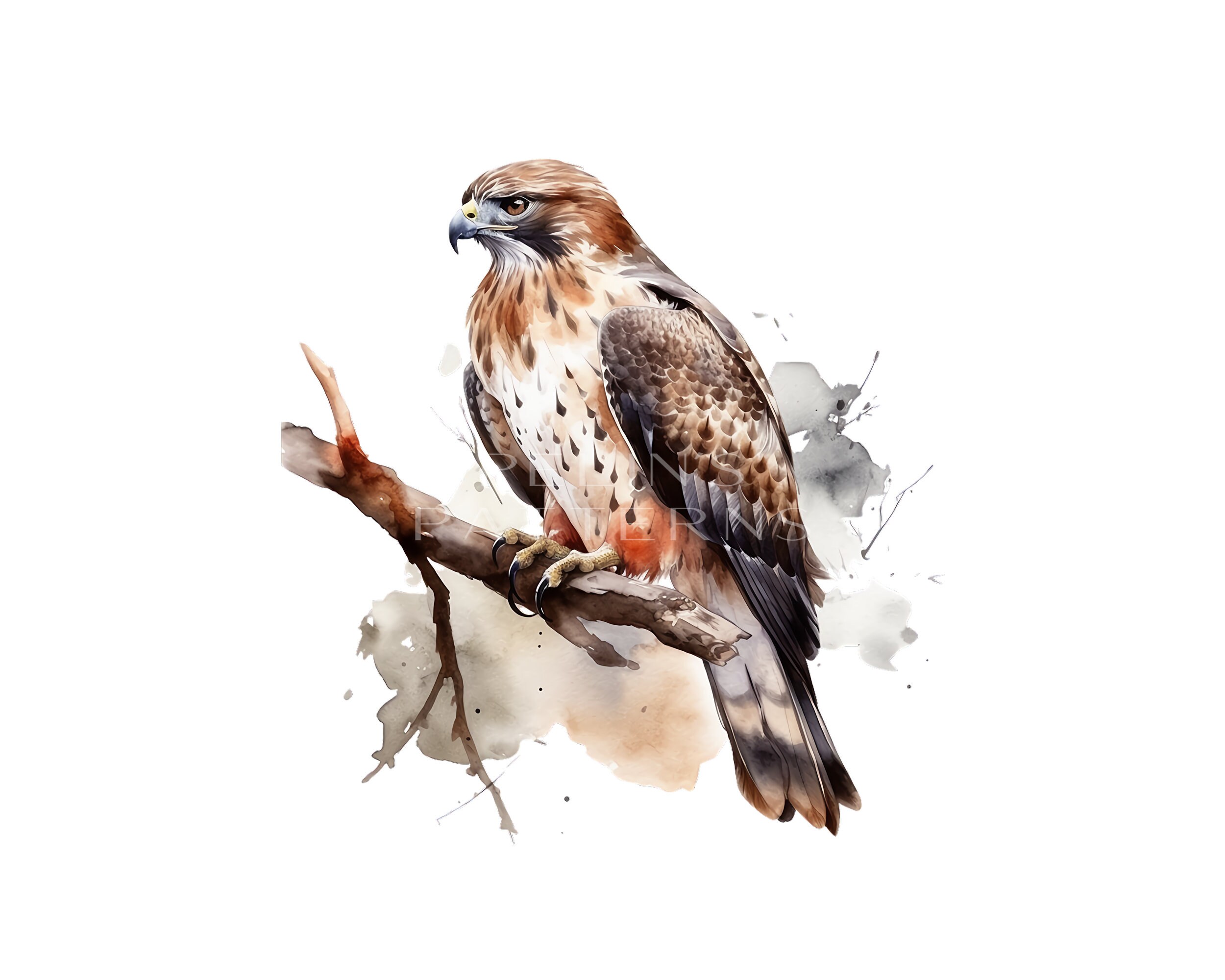 Red-tailed Hawk Clipart PNG - Etsy