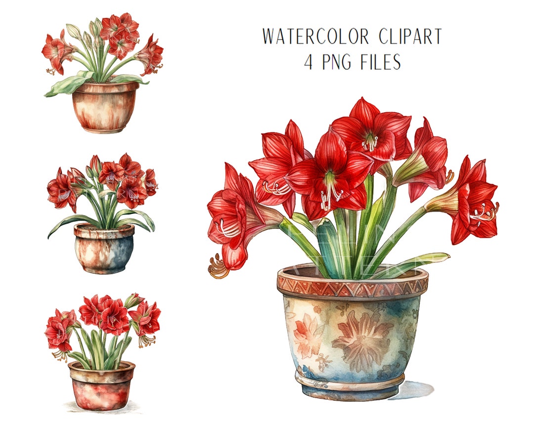 Amaryllis PNG Clipart - Etsy
