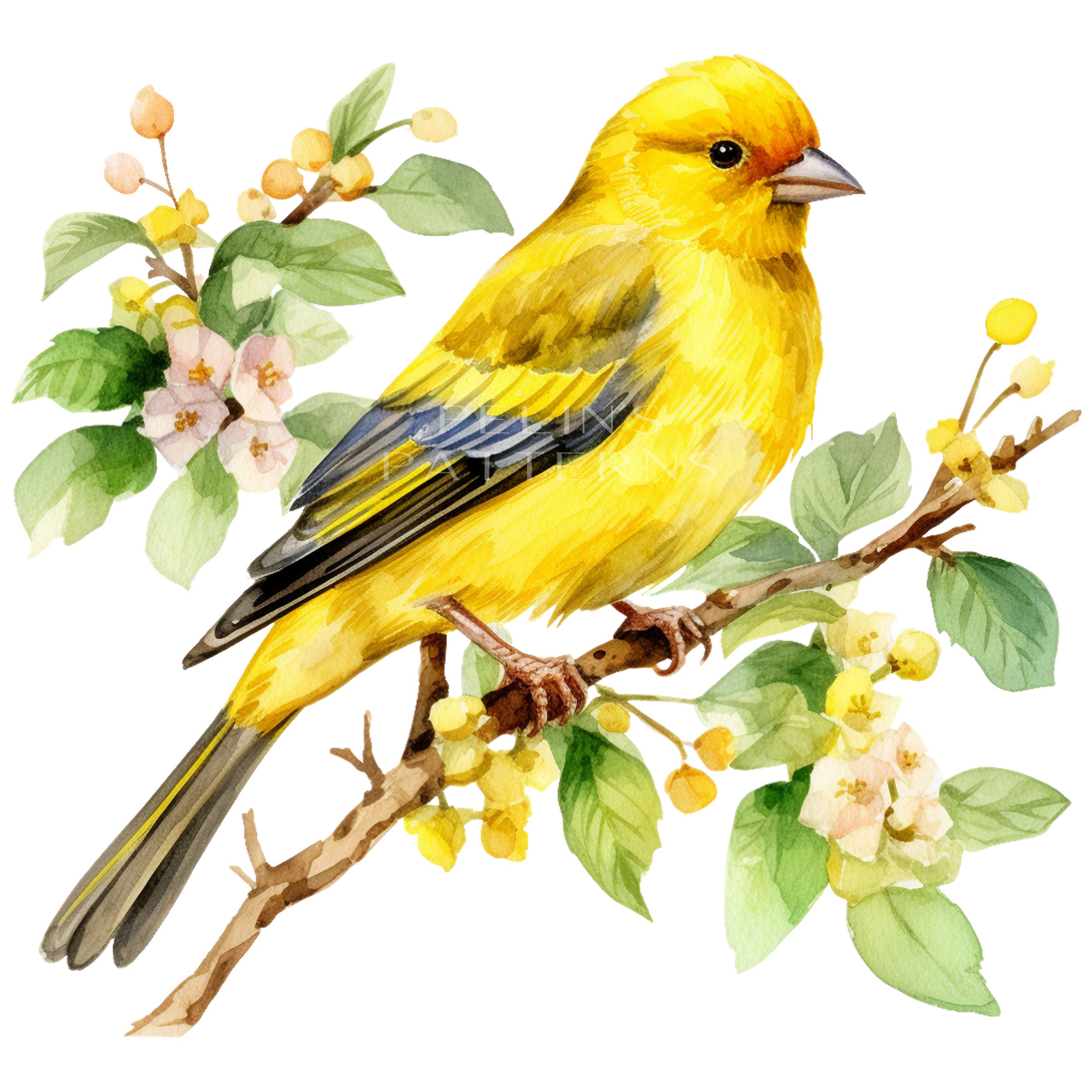Canary Png Clipart - Etsy