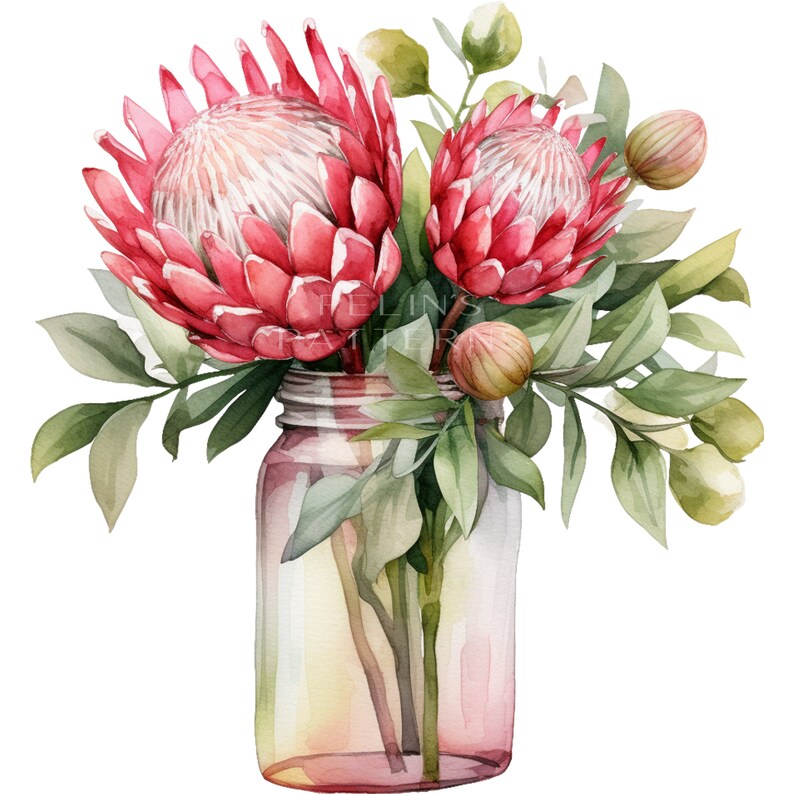 Protea PNG Clipart - Etsy