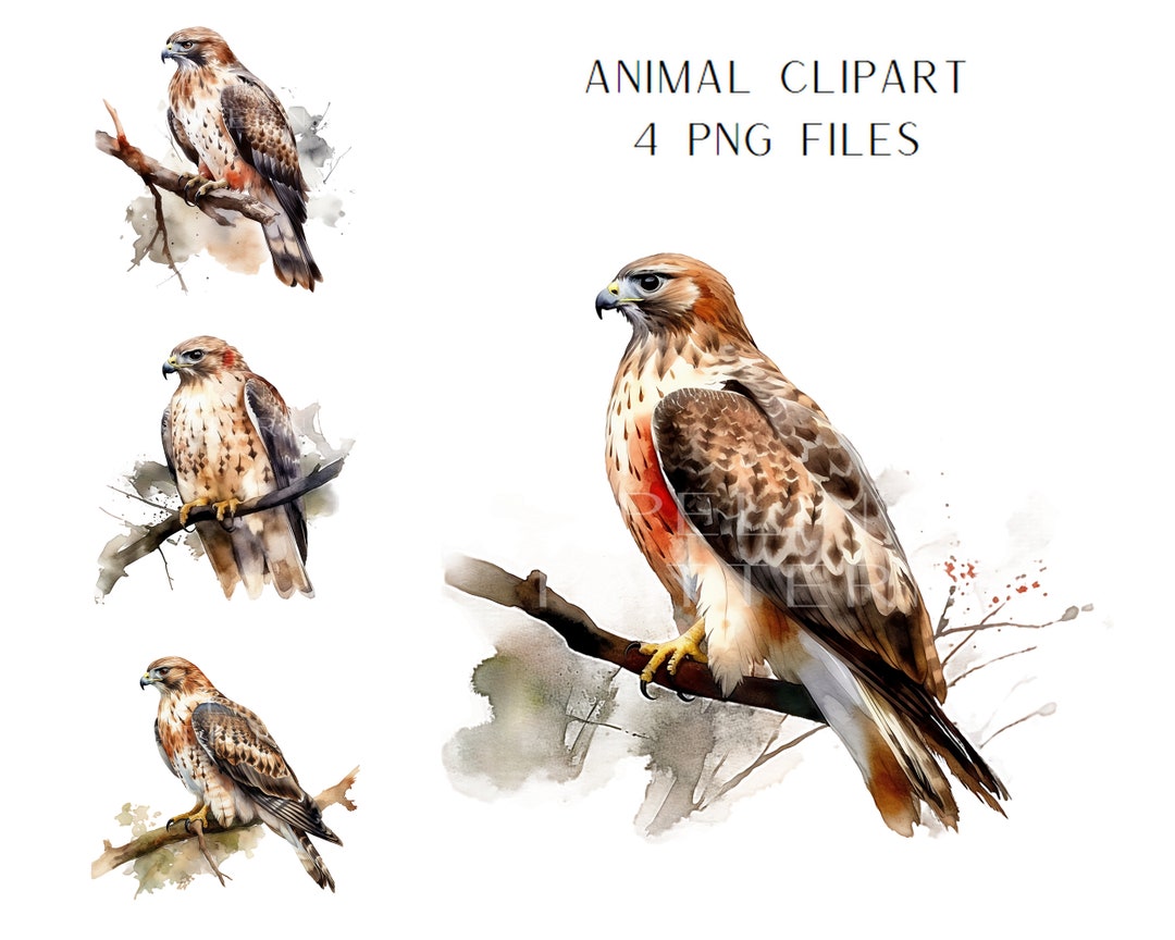 Red-tailed Hawk Clipart PNG - Etsy