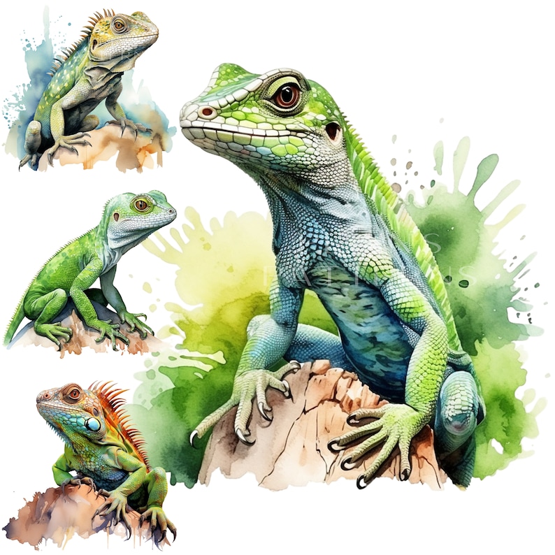 Lizard Png Clipart - Etsy