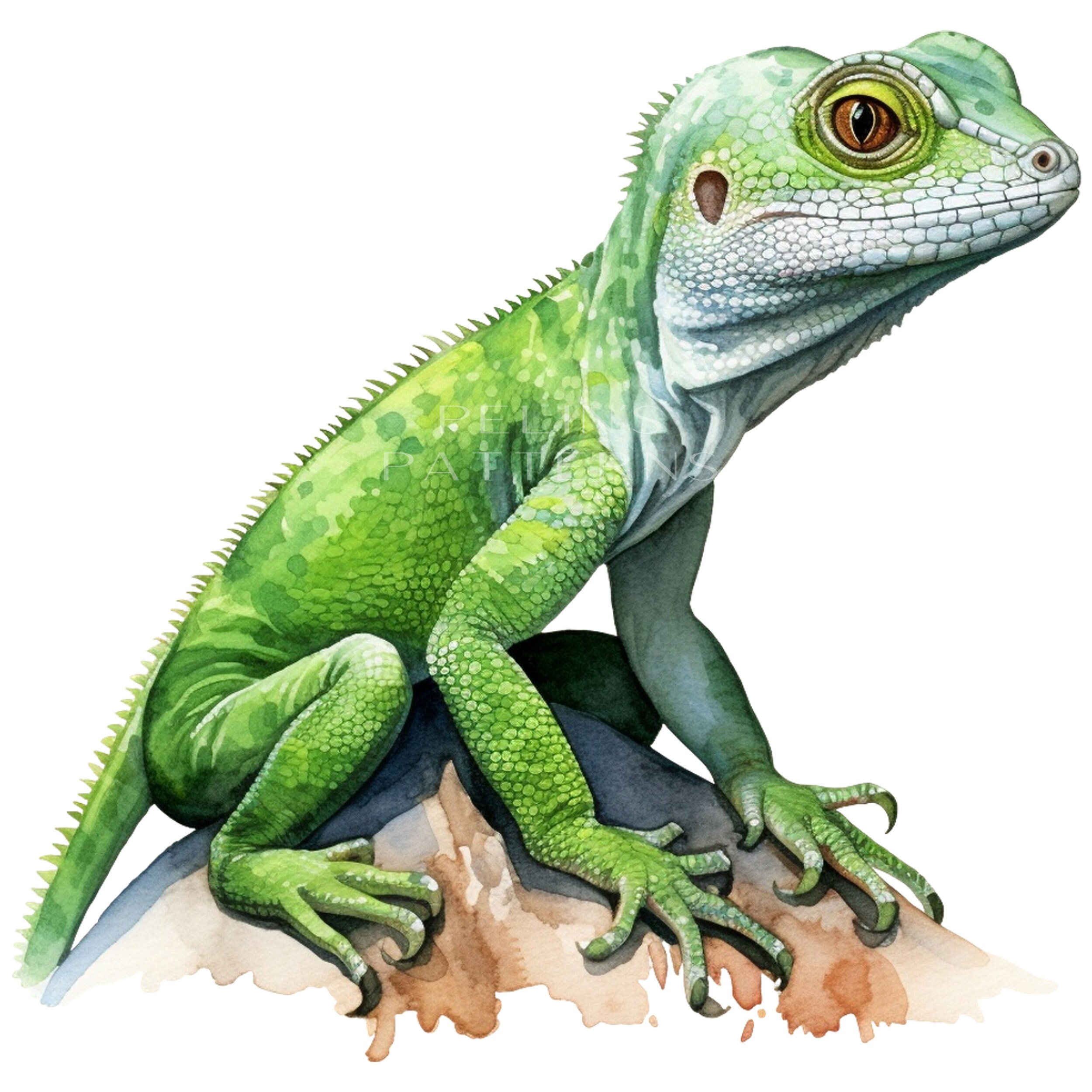 Lizard Png Clipart - Etsy