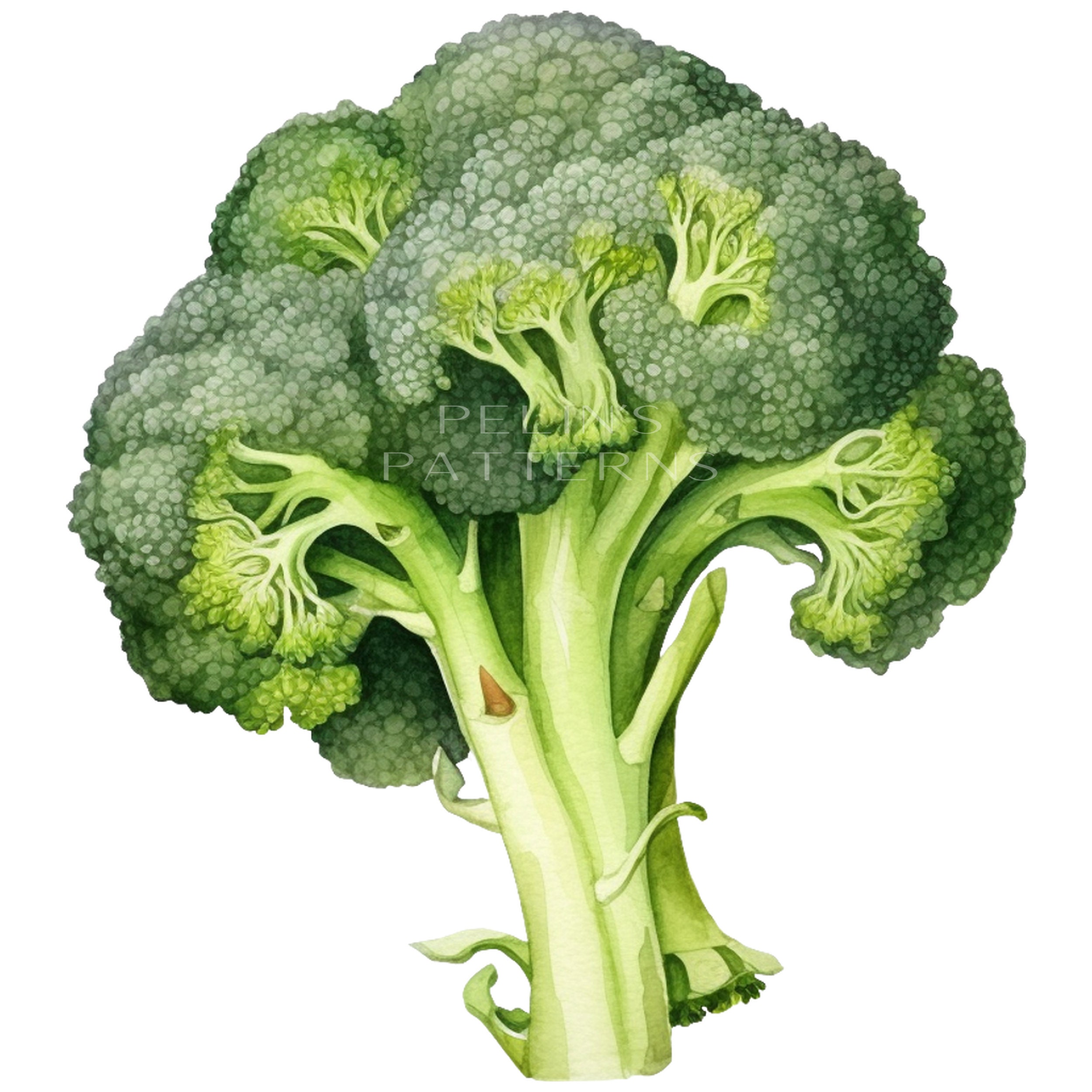 Broccoli Clipart Png - Etsy