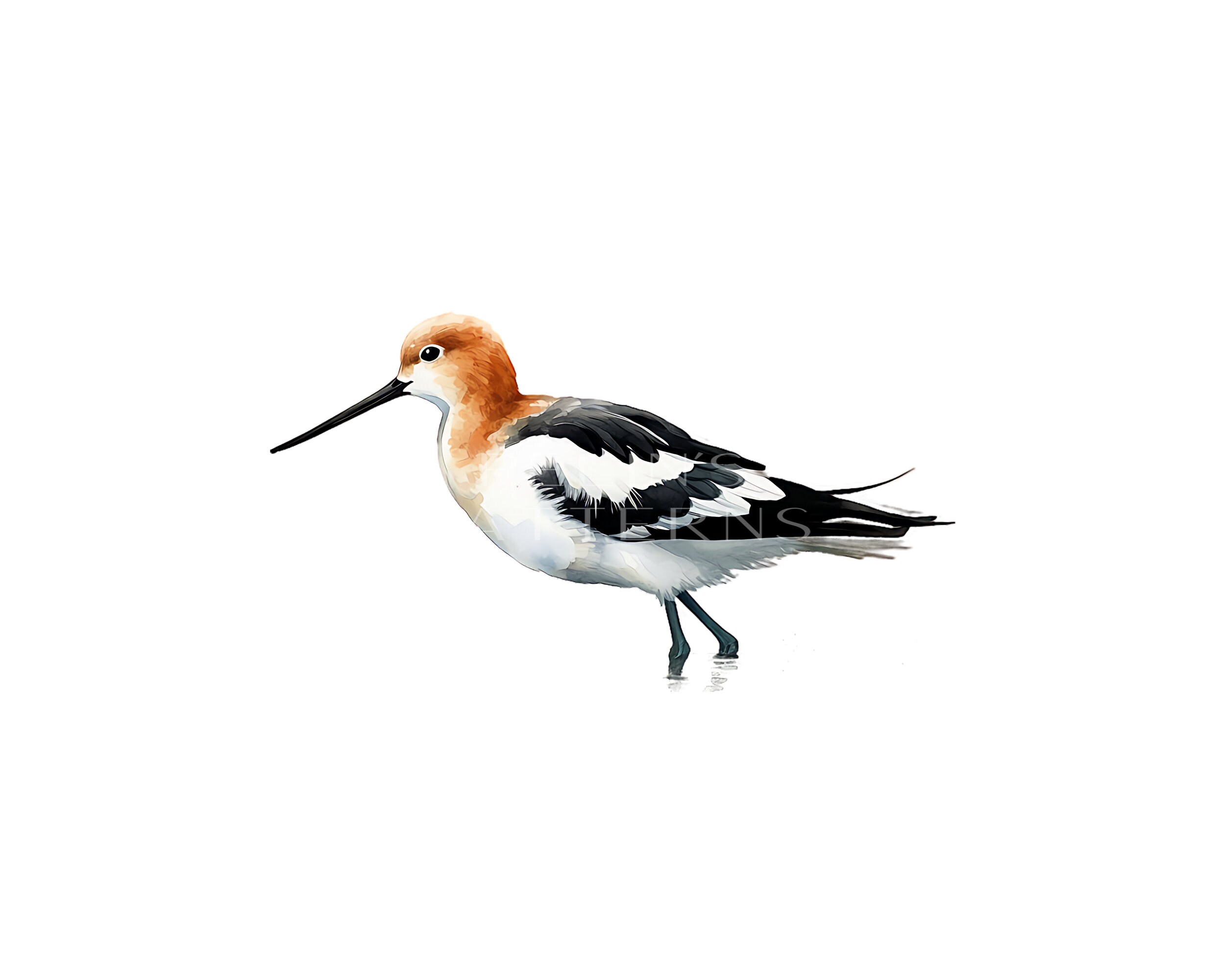 American Avocet Clipart PNG - Etsy