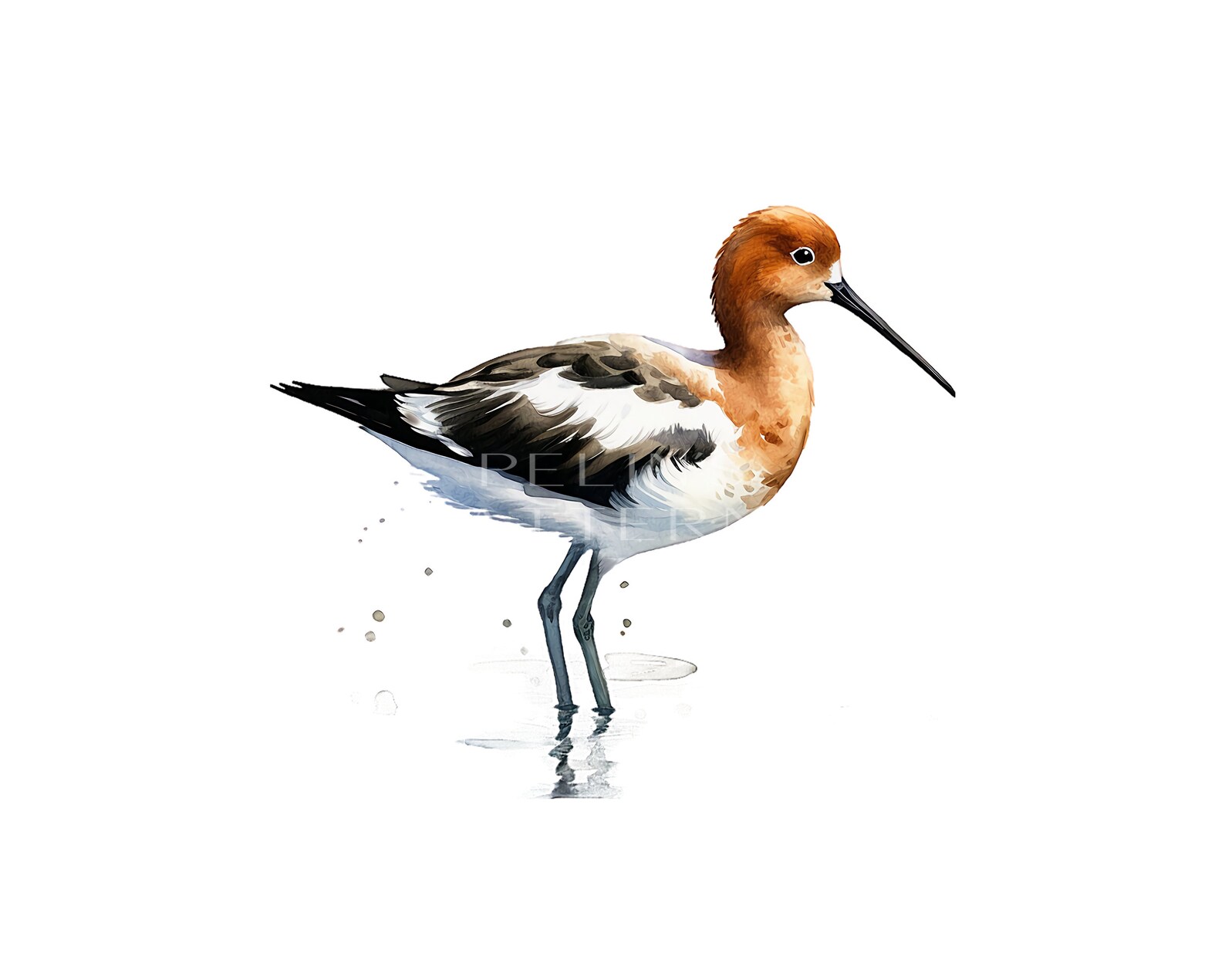 American Avocet Clipart PNG - Etsy