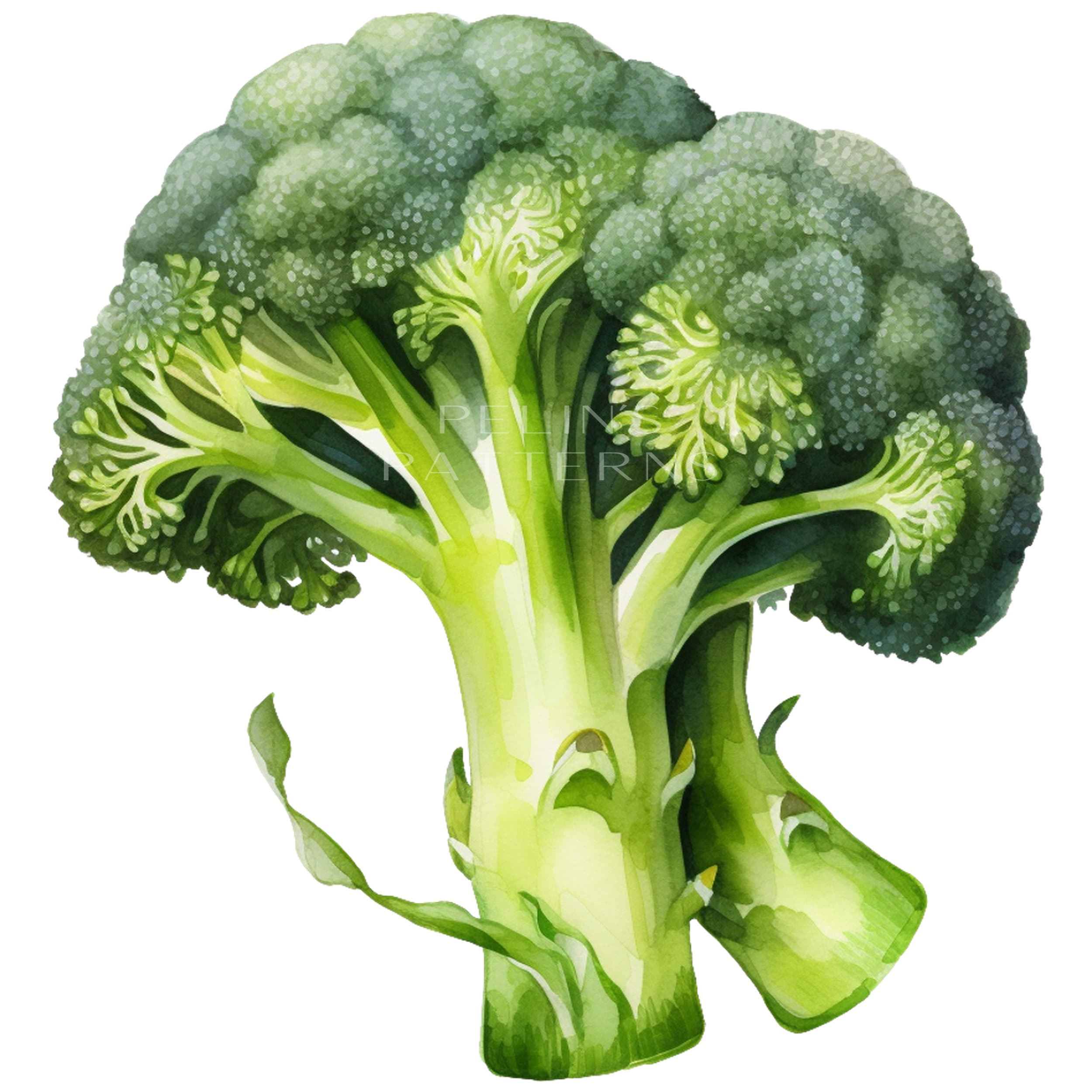 Broccoli Clipart Png - Etsy