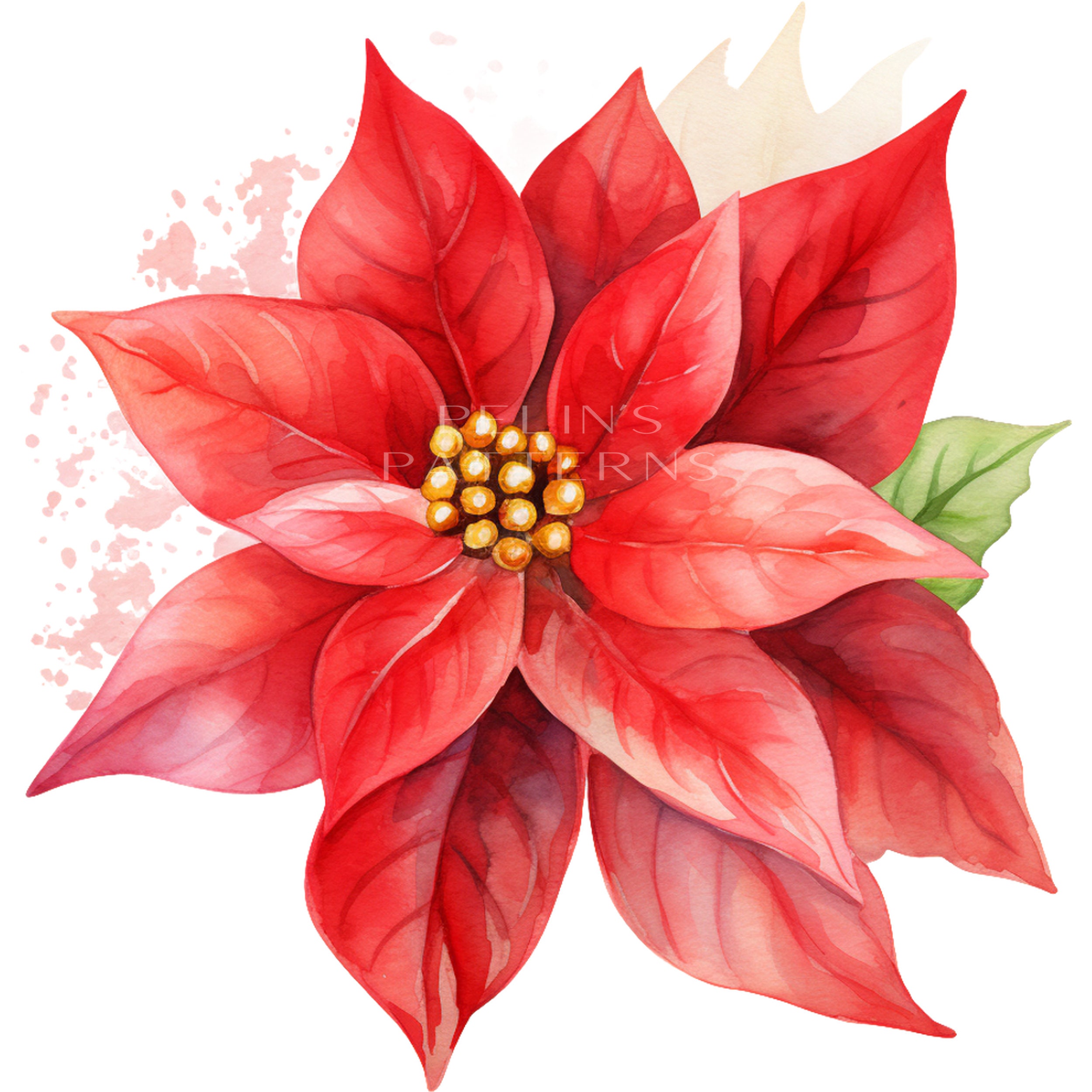Christmas Poinsettia Watercolor Clipart PNG, Christmas Illustration PNG ...