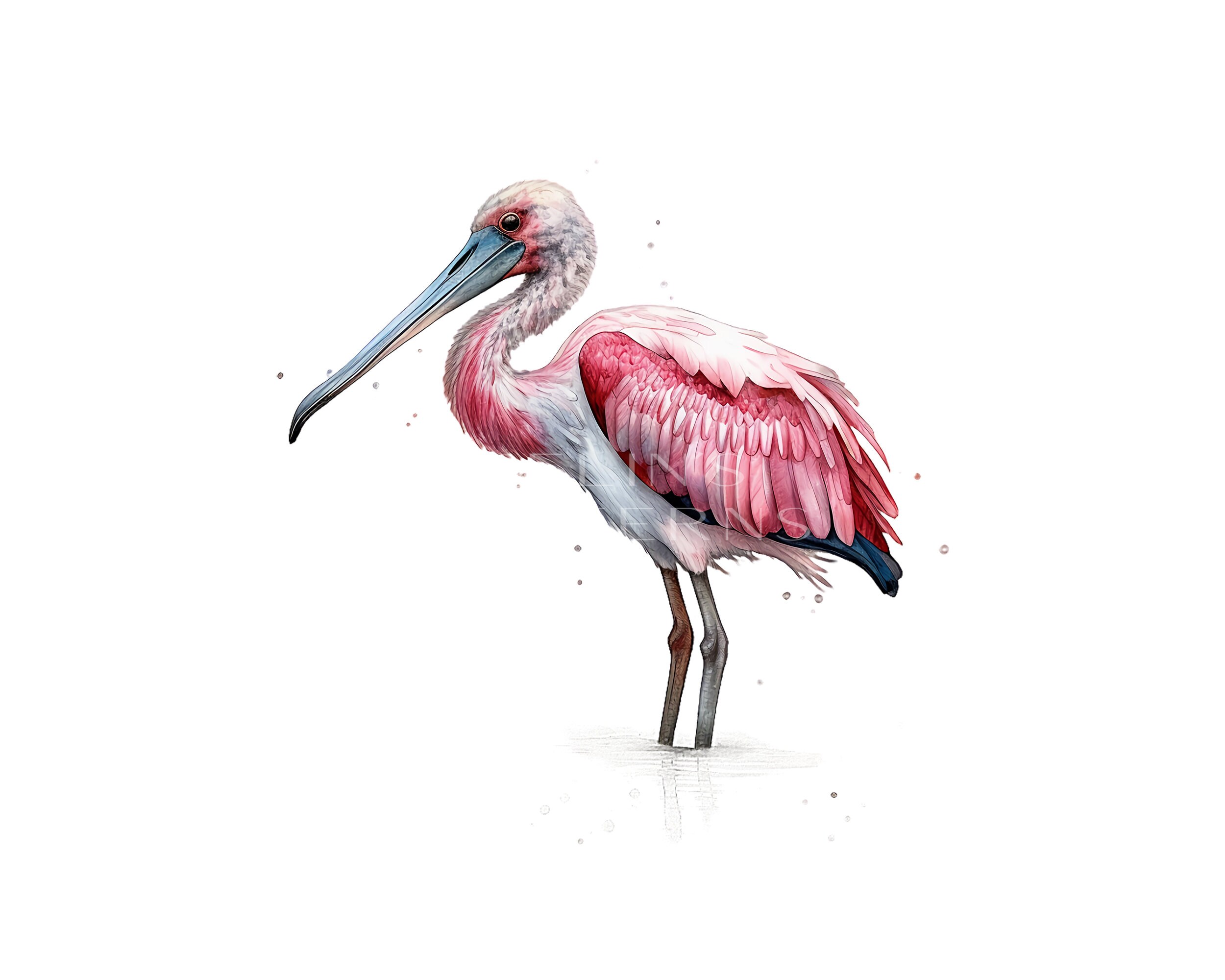 Roseate Spoonbill Clipart PNG - Etsy