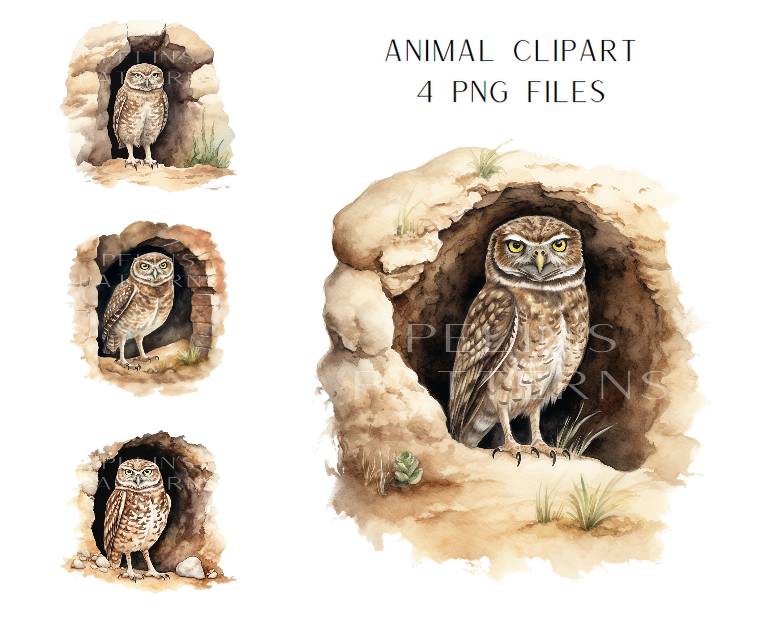 Burrowing Owl Clipart PNG - Etsy