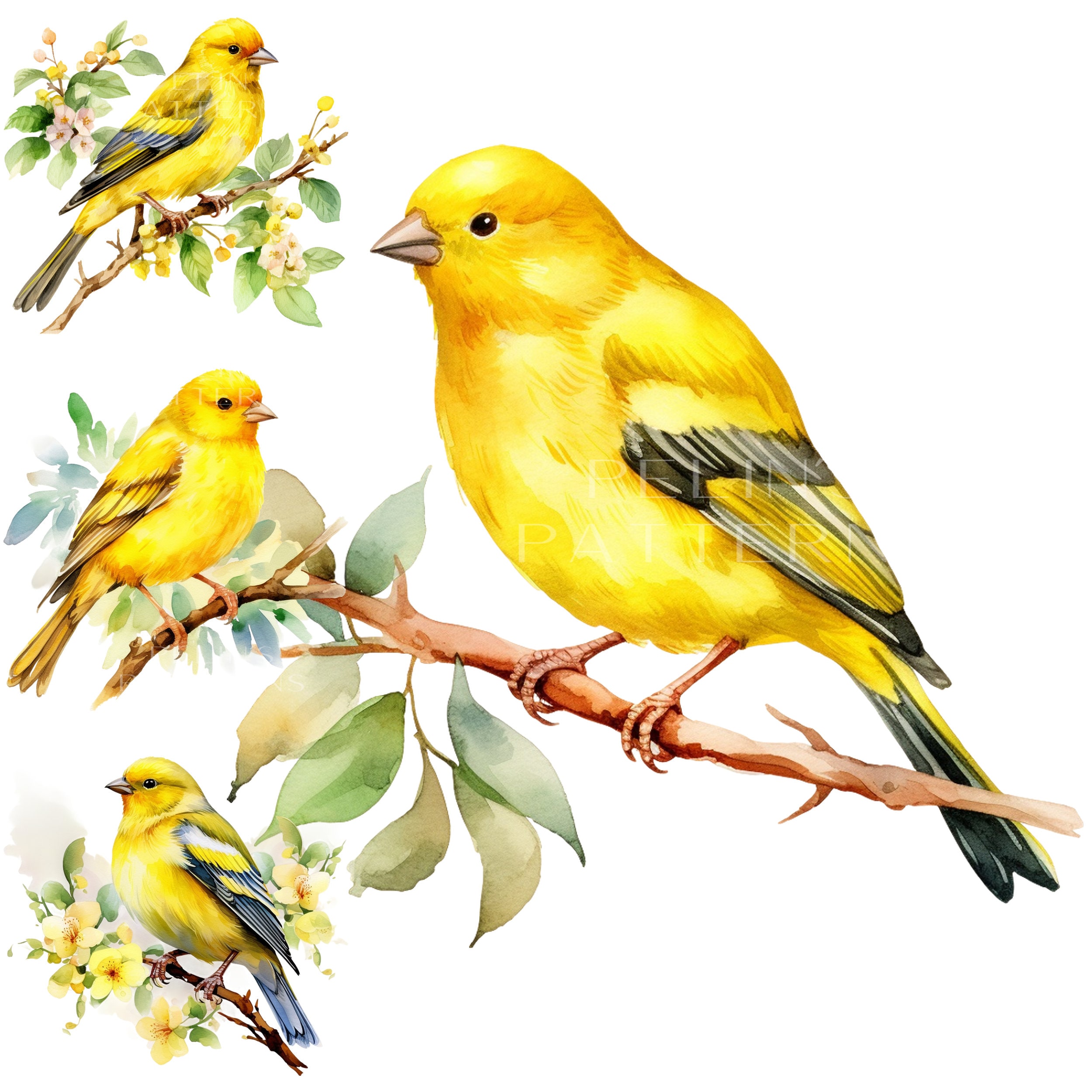 Canary Png Clipart - Etsy