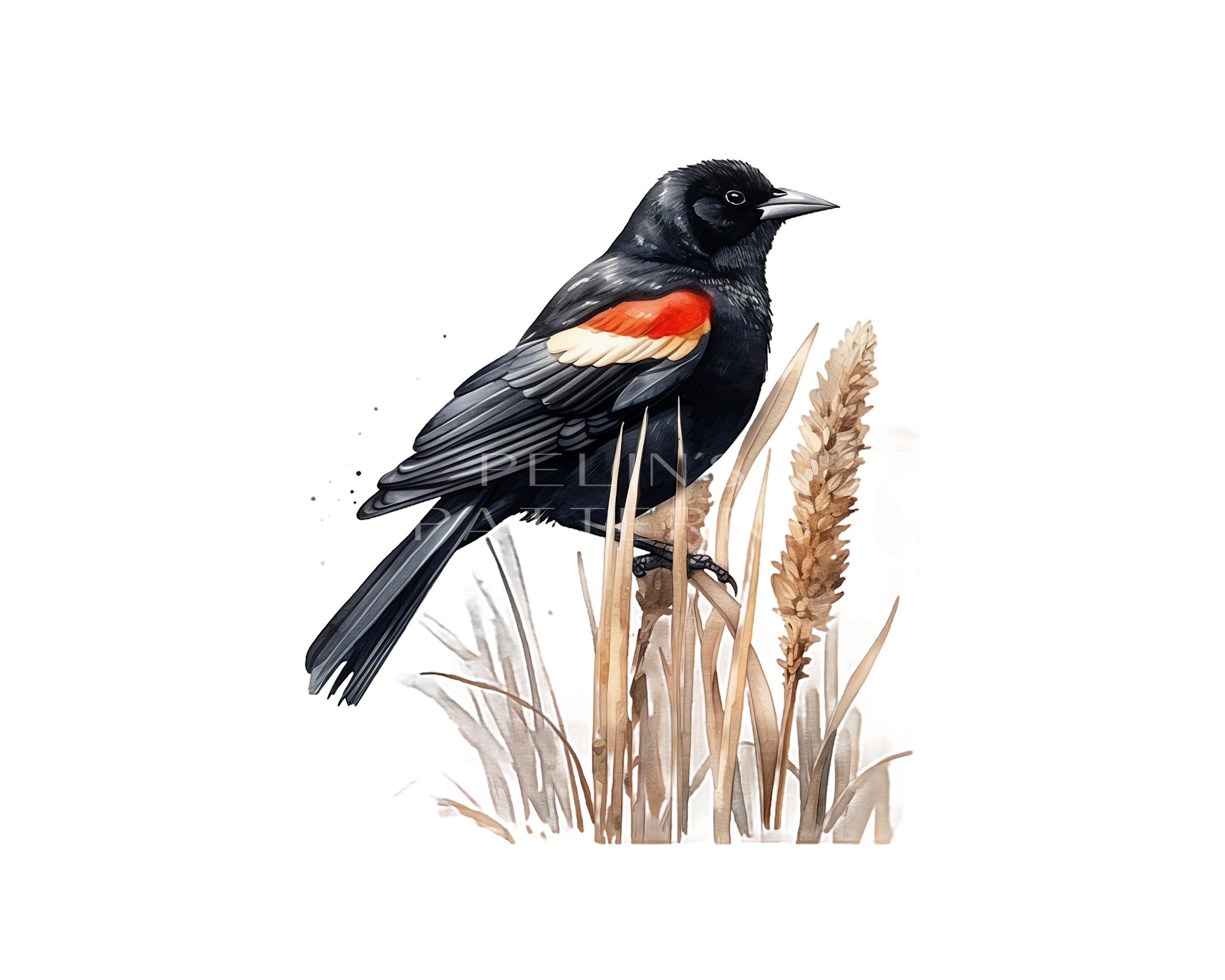 Red-winged Blackbird Clipart PNG - Etsy