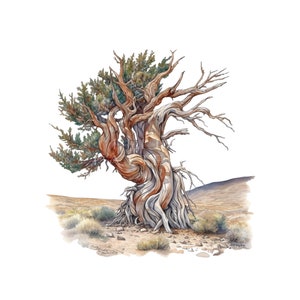 Bristlecone Pine Watercolor Clipart PNG - Etsy