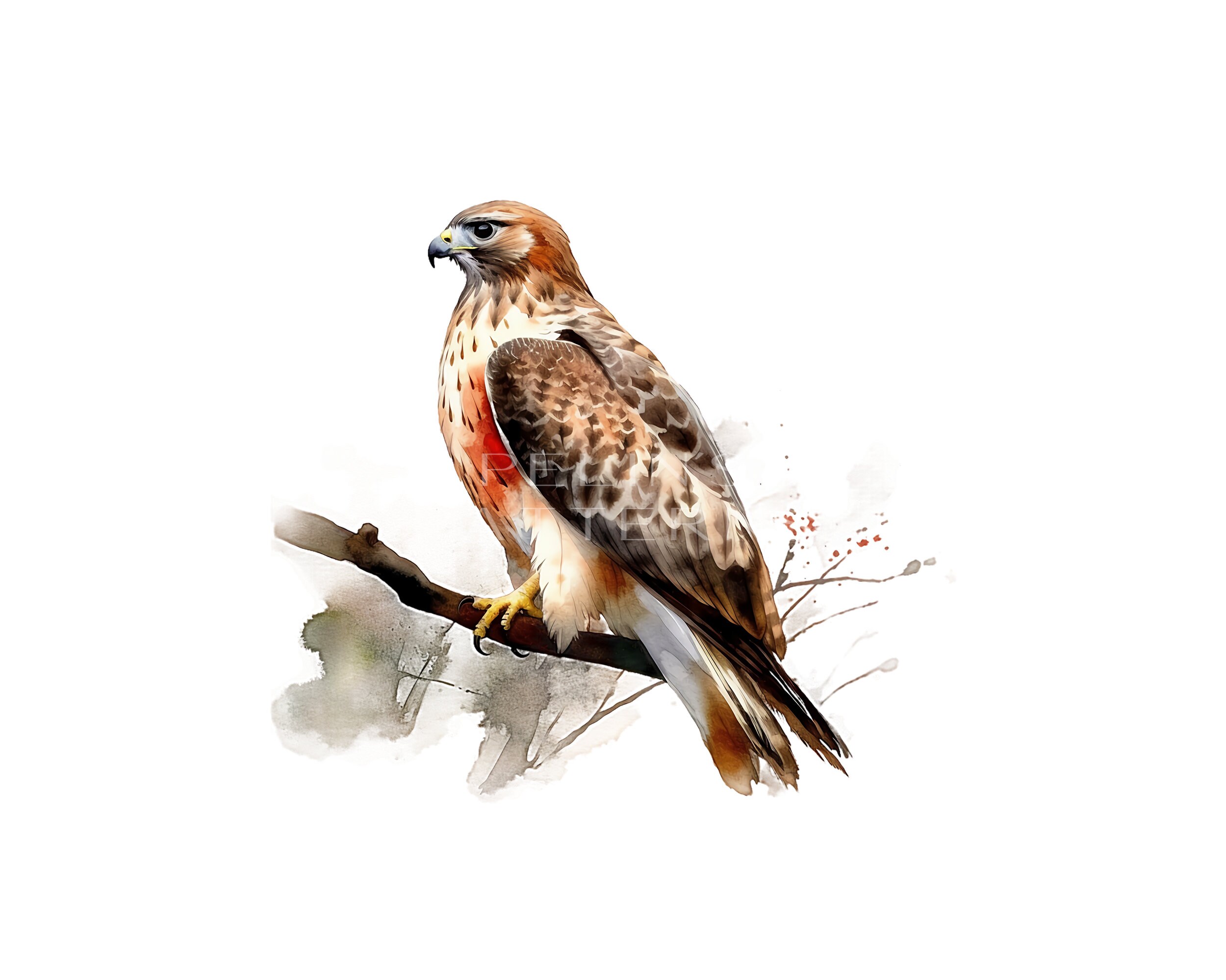 Red-tailed Hawk Clipart PNG - Etsy