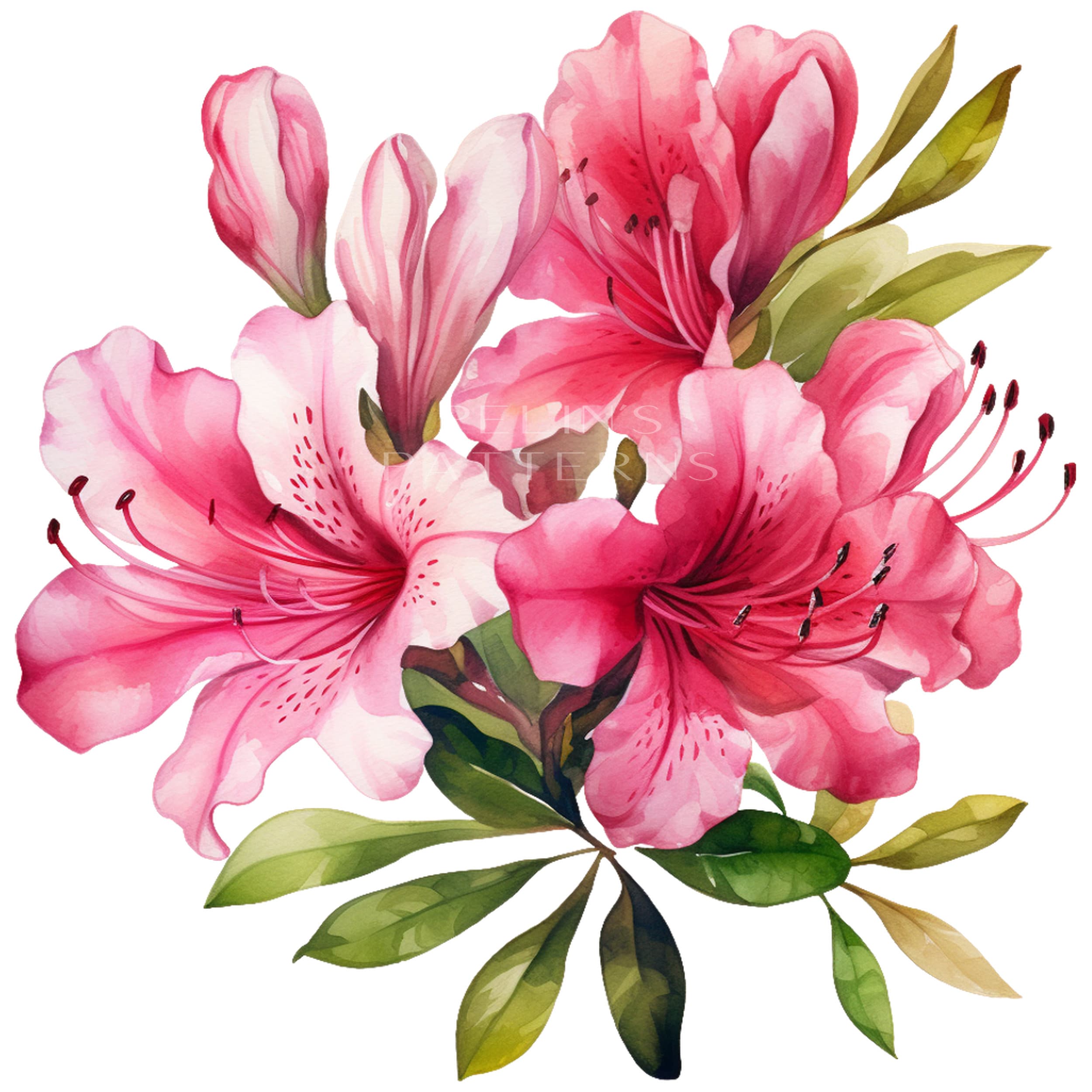 Azalea Png Clipart - Etsy Canada