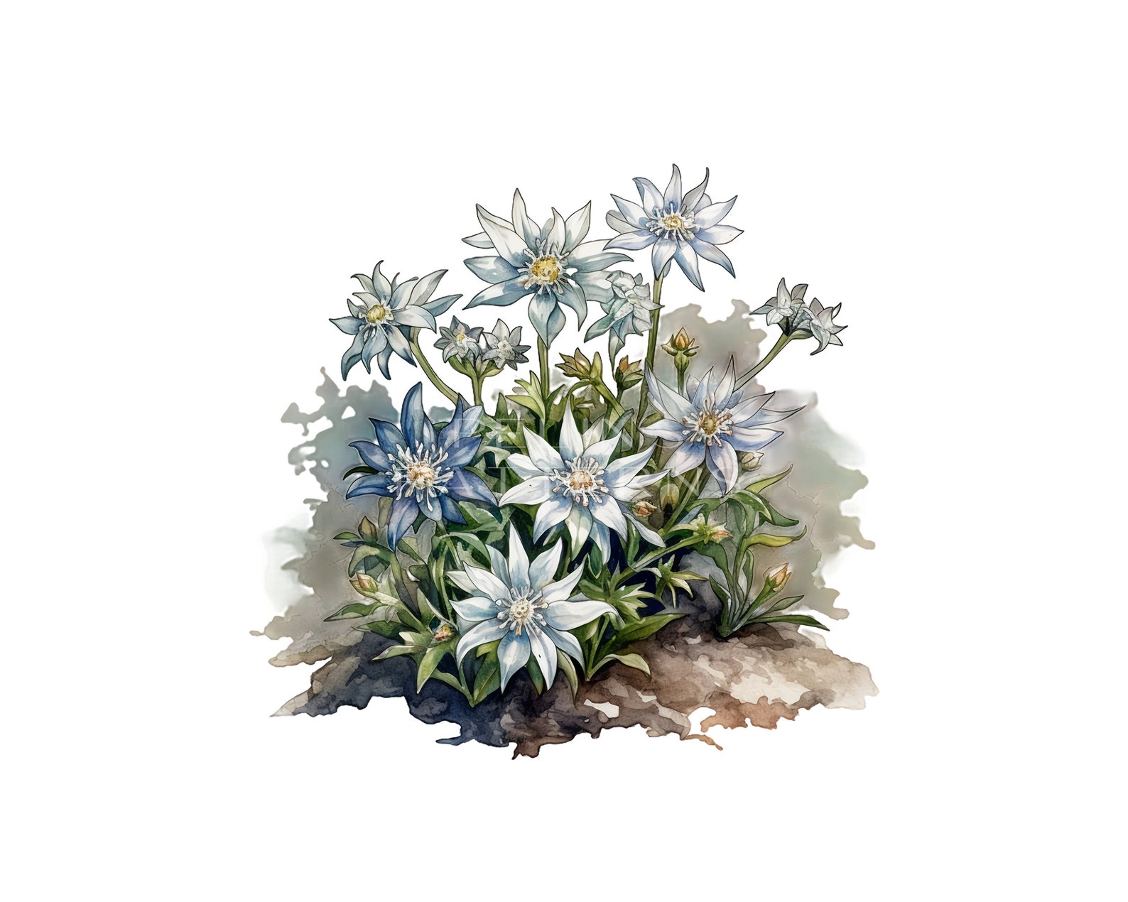Edelweiss Alpine PNG Clipart - Etsy