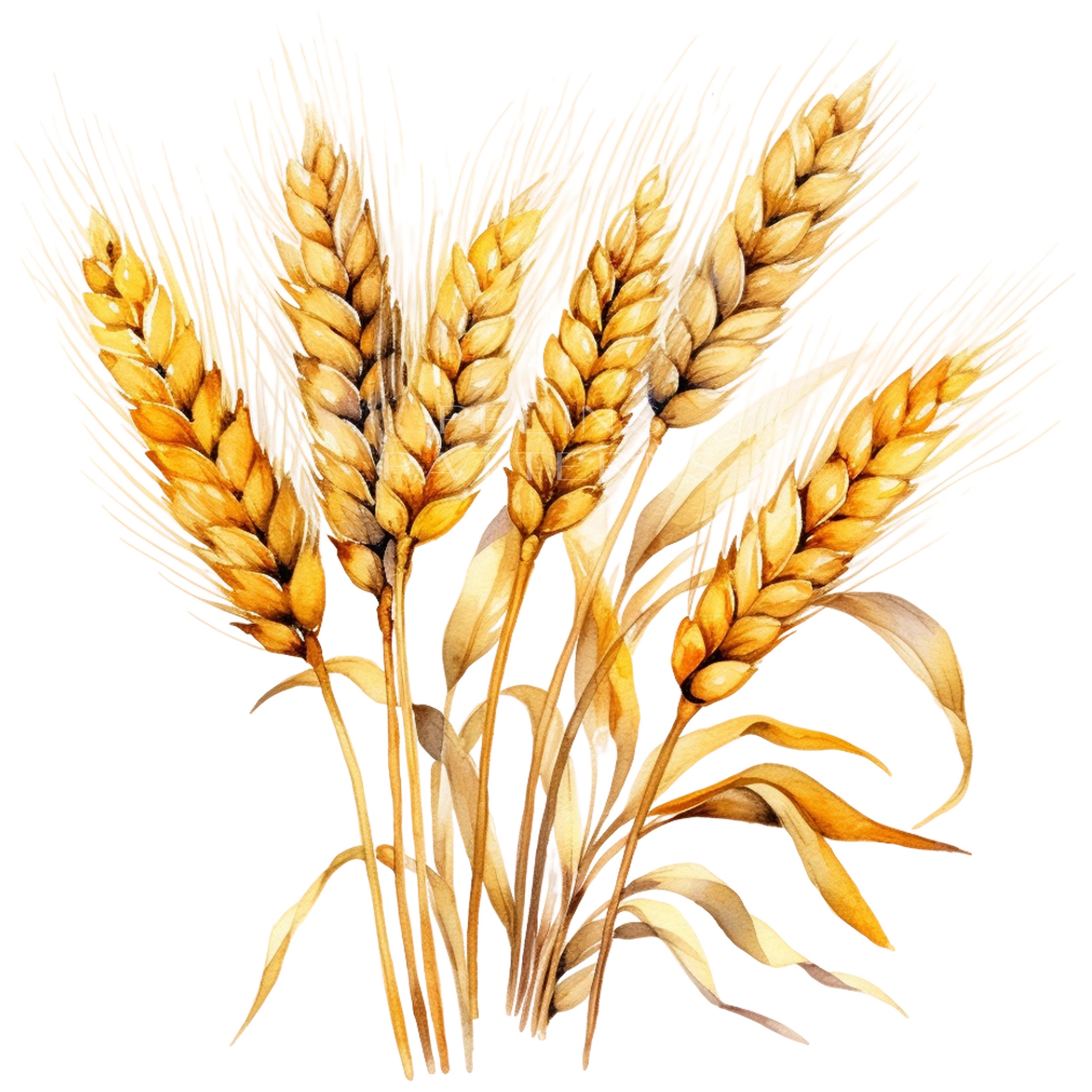 Wheat Clipart Png - Etsy