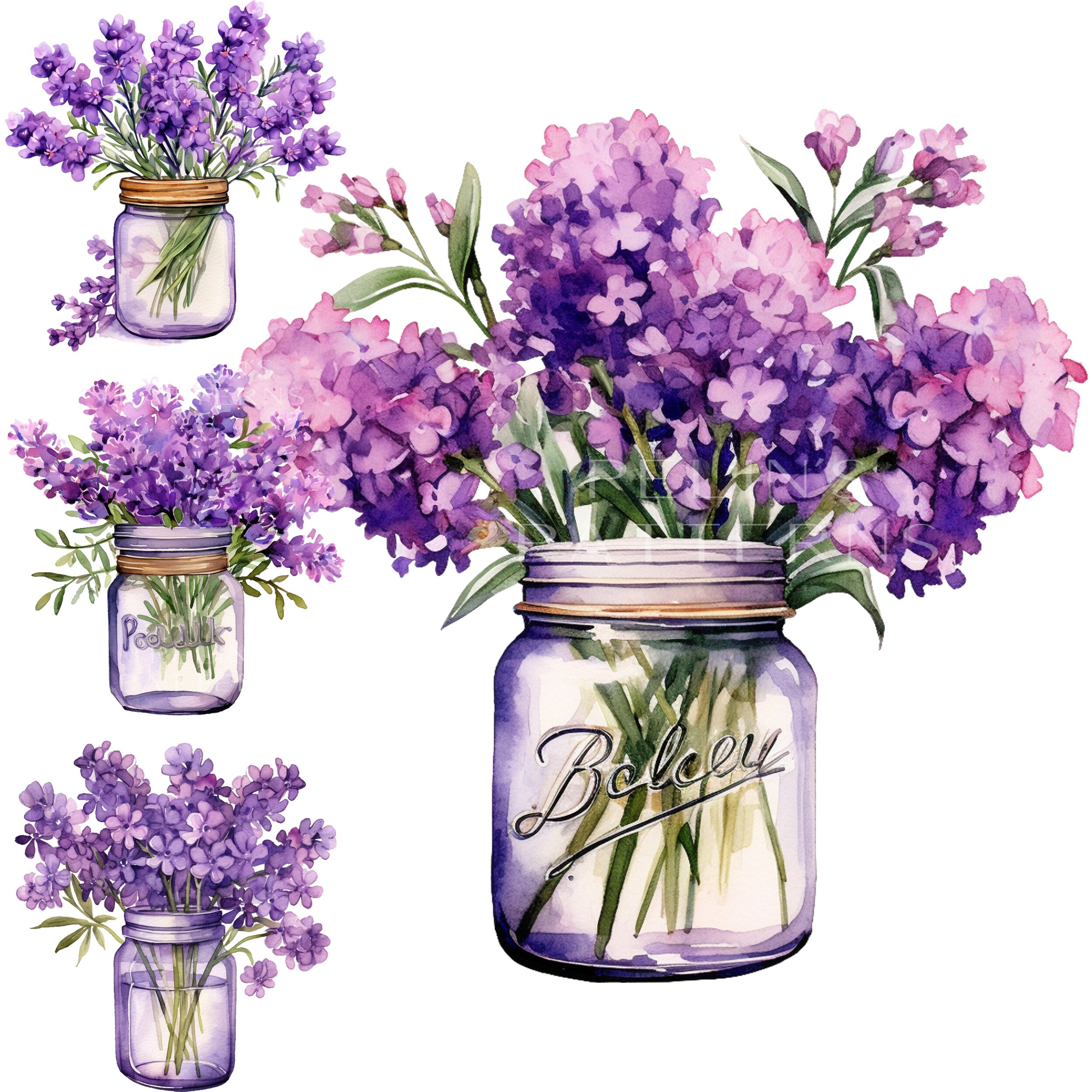 Statice PNG Clipart - Etsy