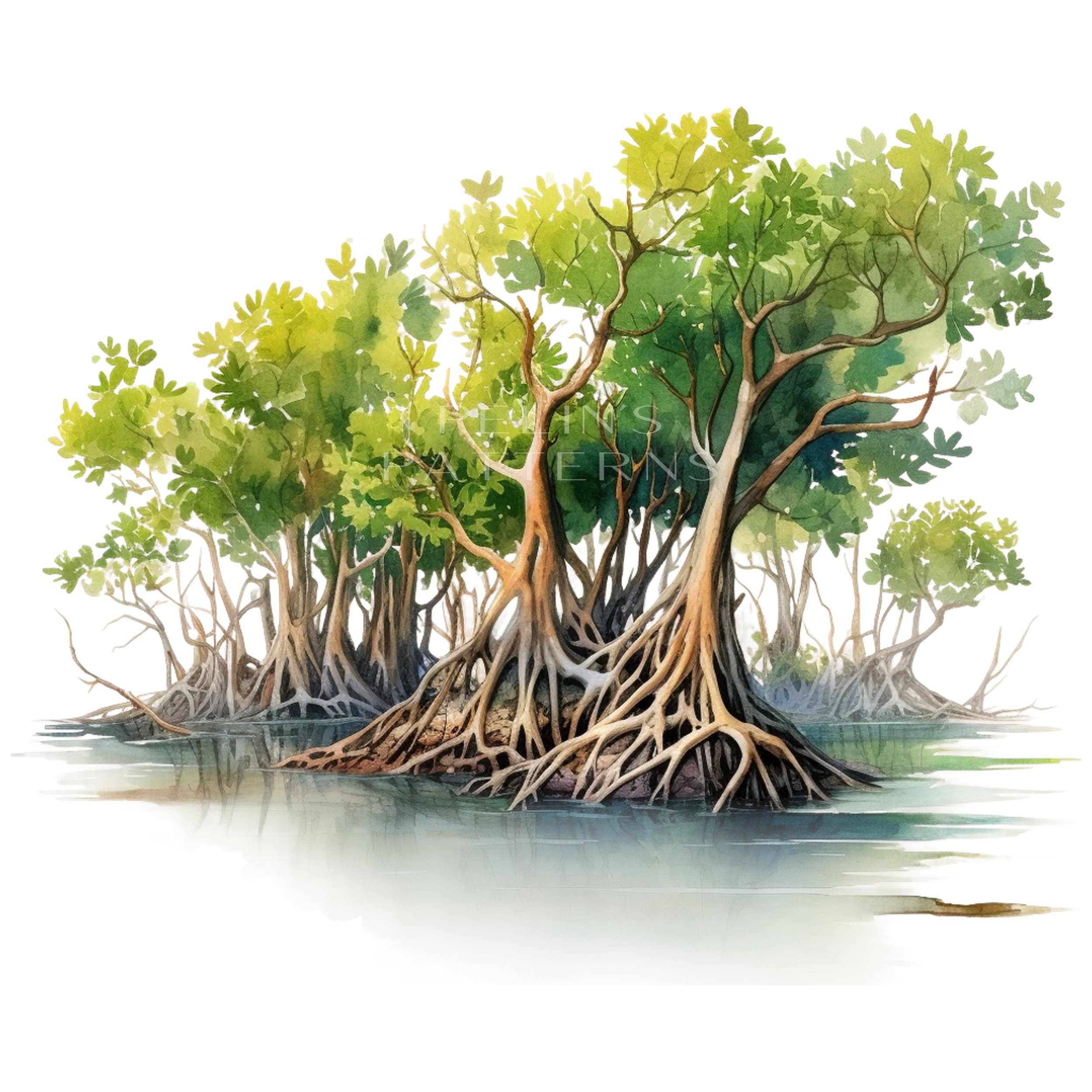 Mangrove Forest Png Clipart - Etsy