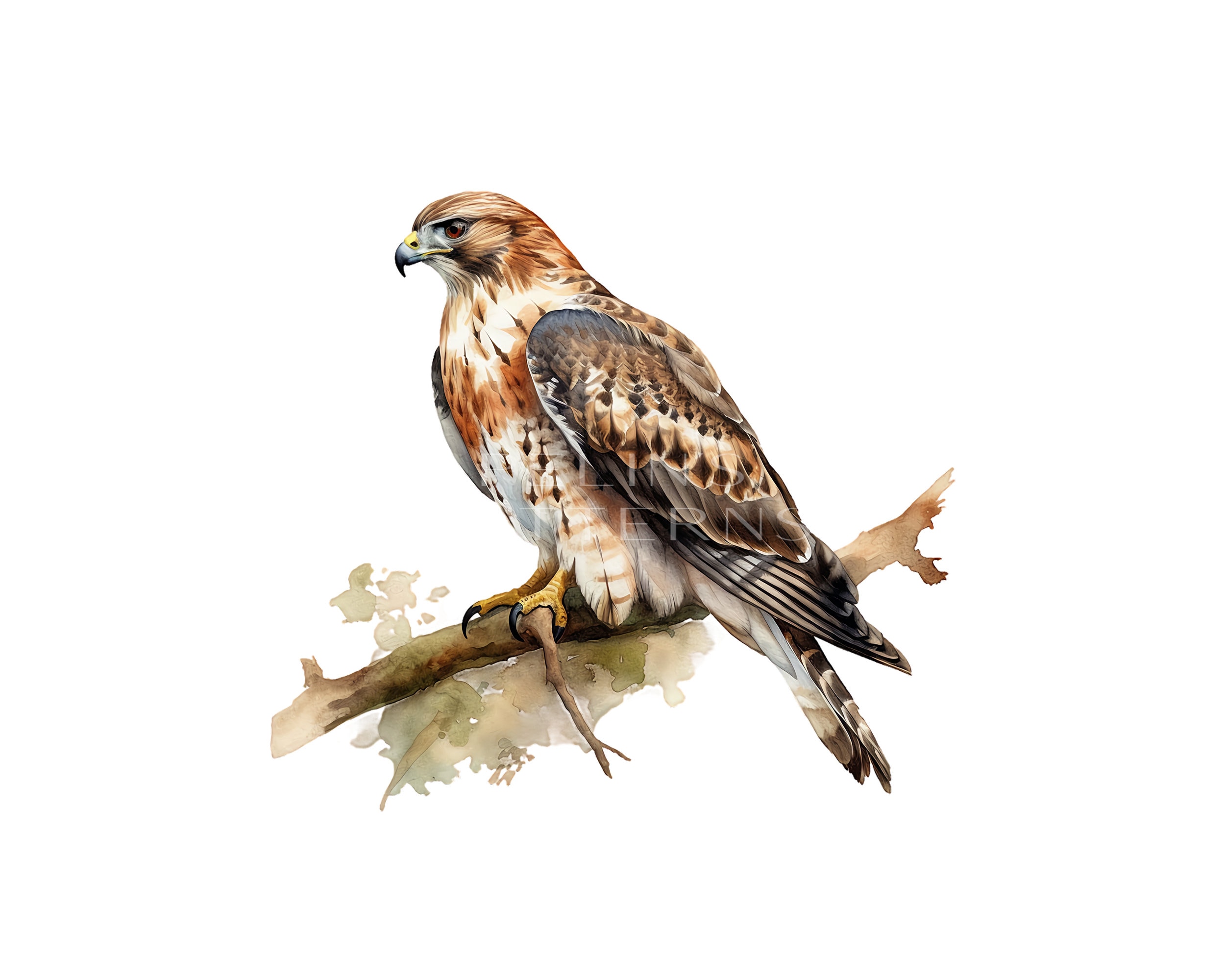 Red-tailed Hawk Clipart PNG - Etsy