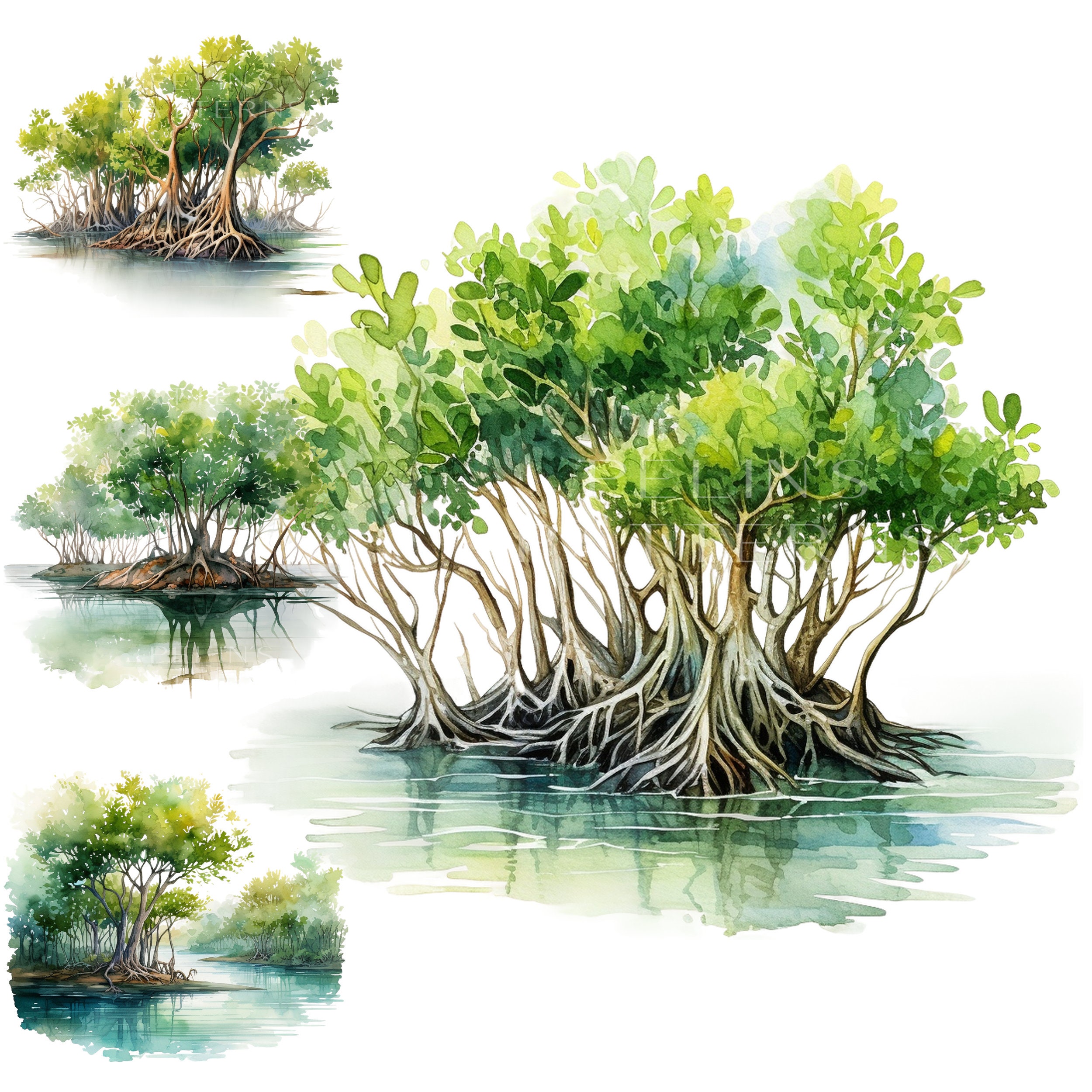 Mangrove Forest Png Clipart - Etsy