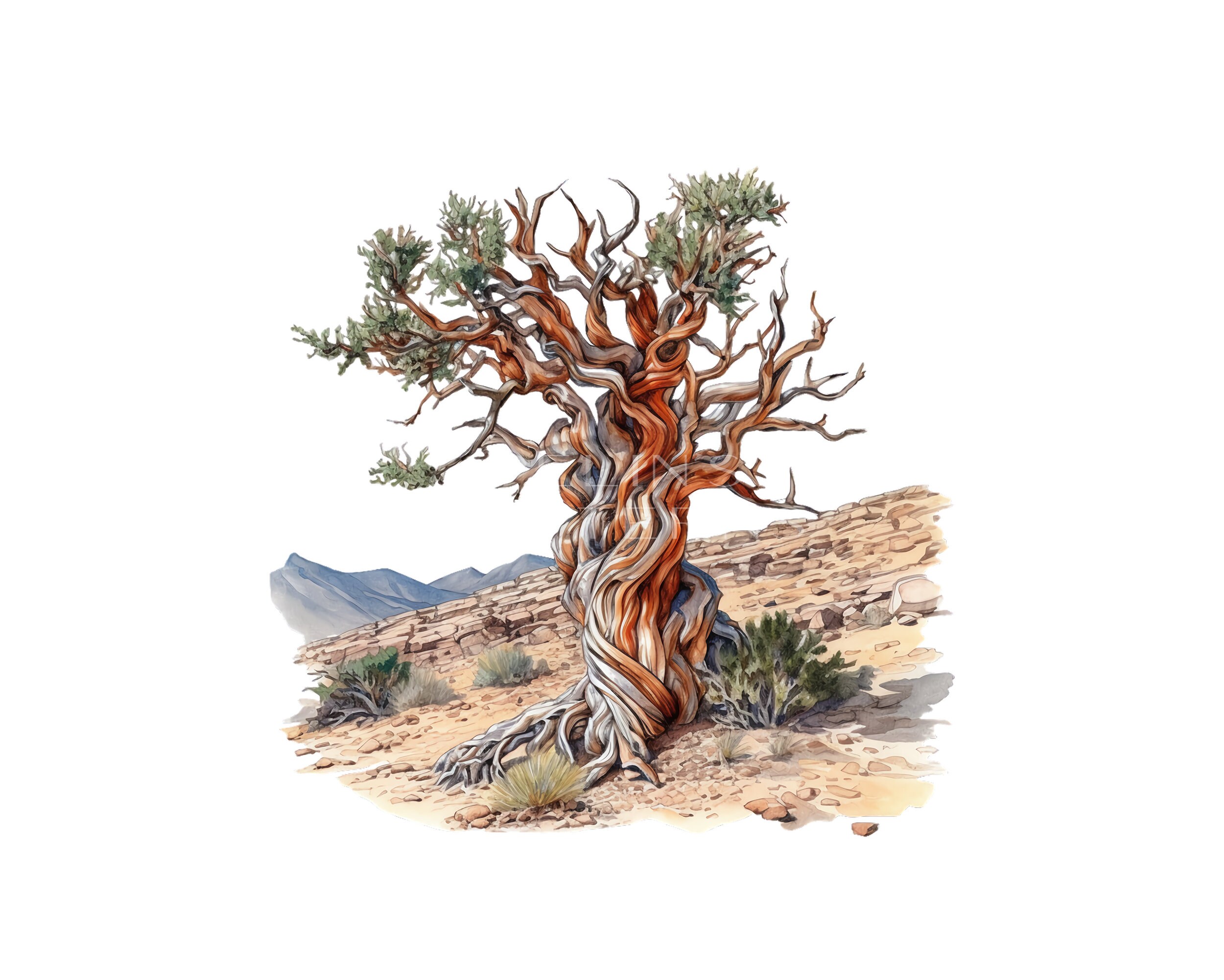 Bristlecone Pine Watercolor Clipart PNG - Etsy