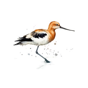 American Avocet Clipart PNG - Etsy