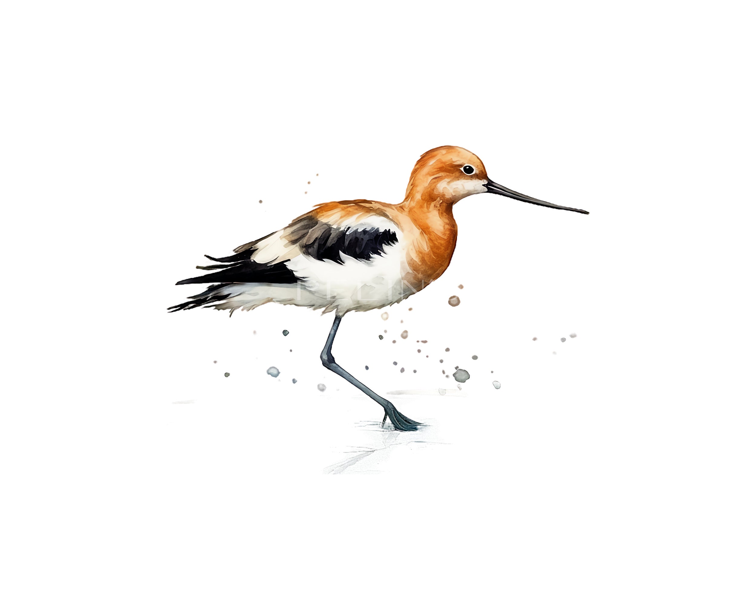 American Avocet Clipart PNG - Etsy