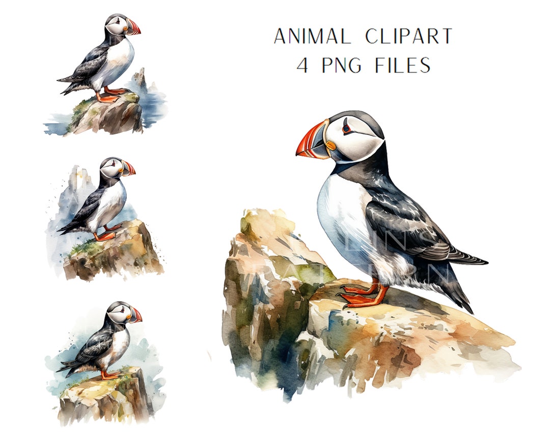 Atlantic Puffin Clipart PNG - Etsy