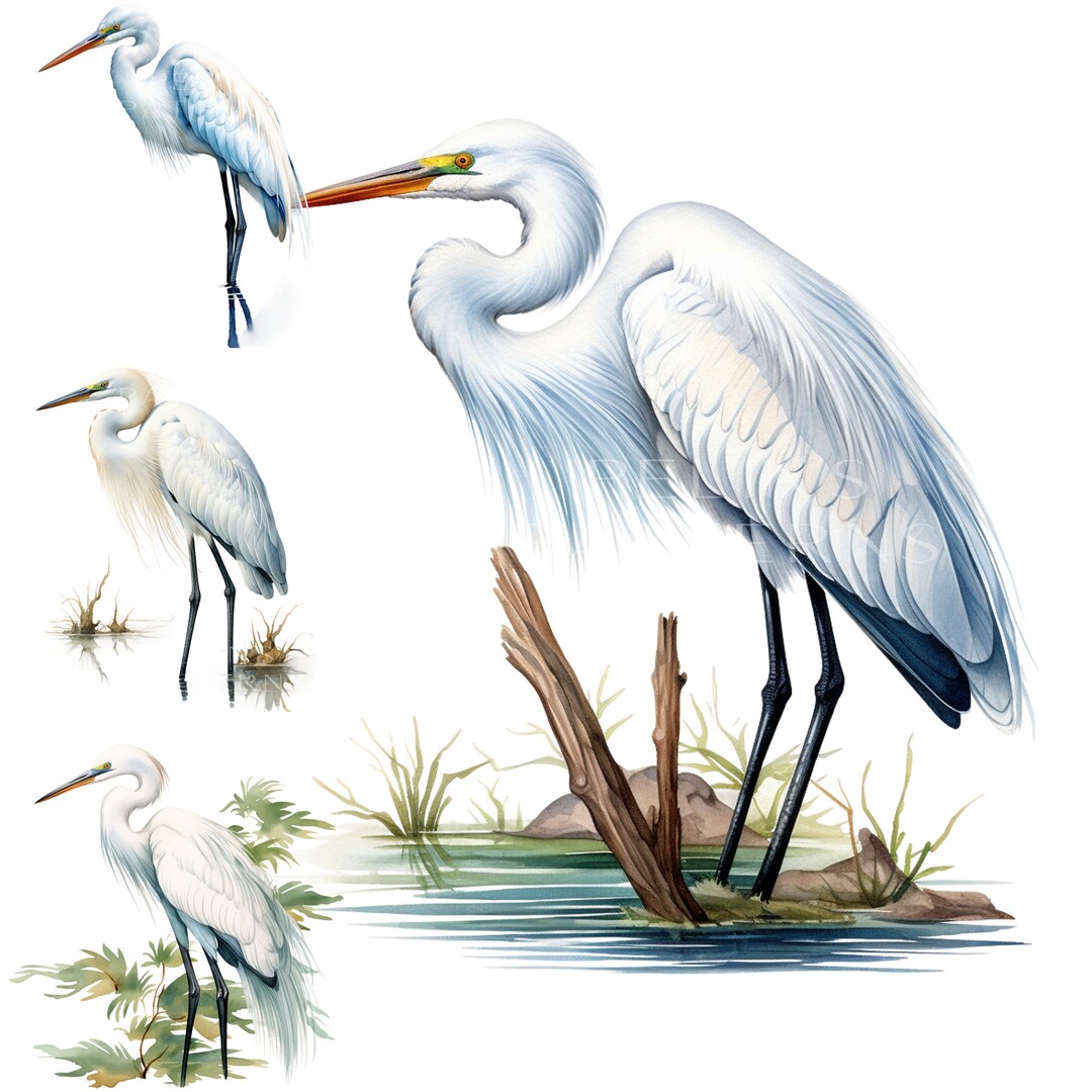 Egret Png Clipart - Etsy