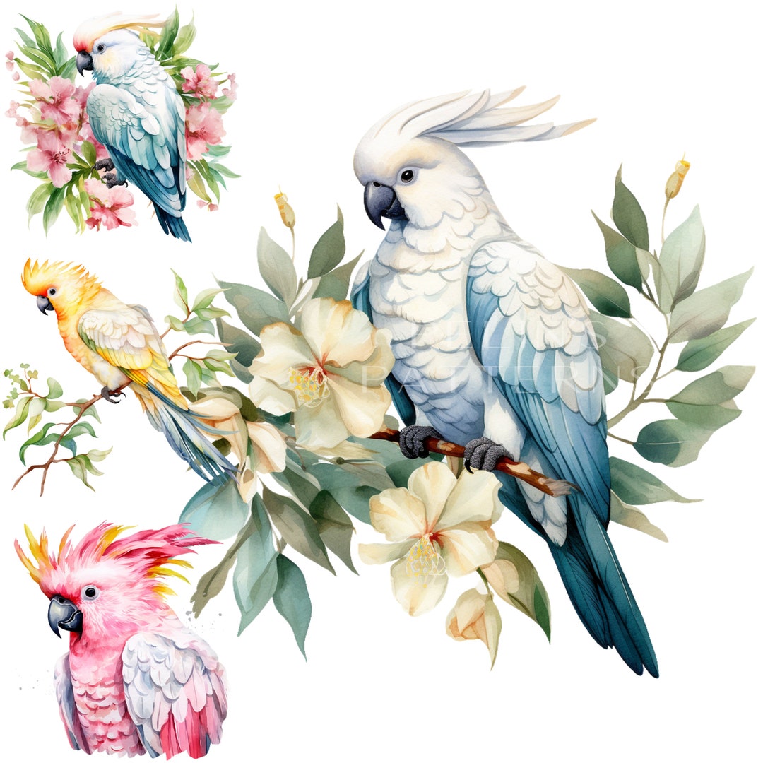 Cockatoo Png Clipart Etsy