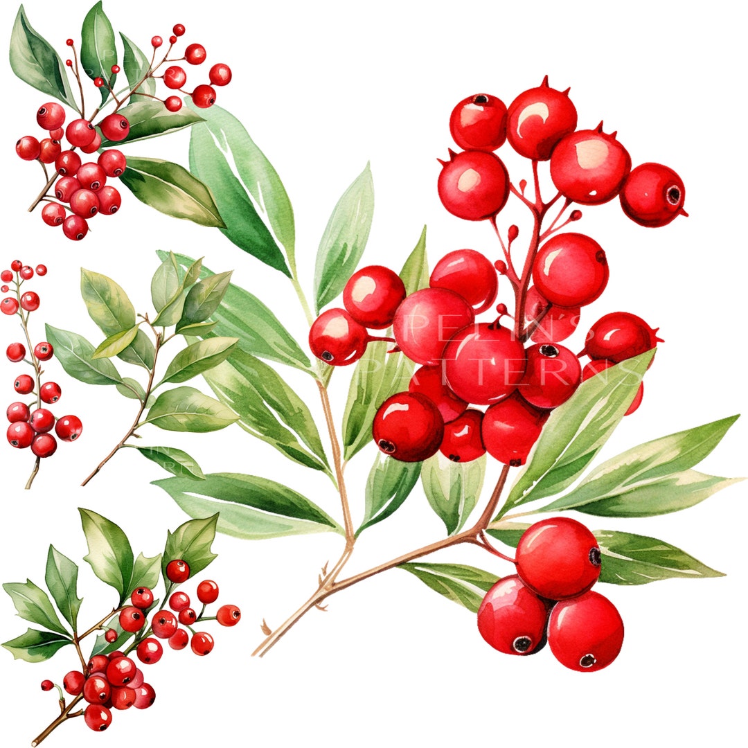 Christmas Mistletoe Watercolor Clipart PNG Christmas - Etsy