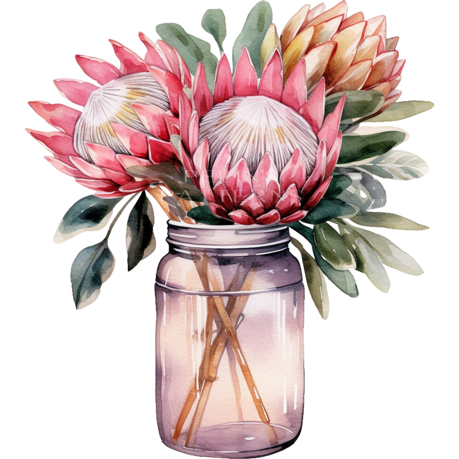 Protea PNG Clipart - Etsy