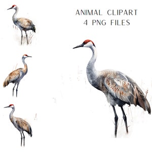 Sandhill Crane Clipart PNG - Etsy