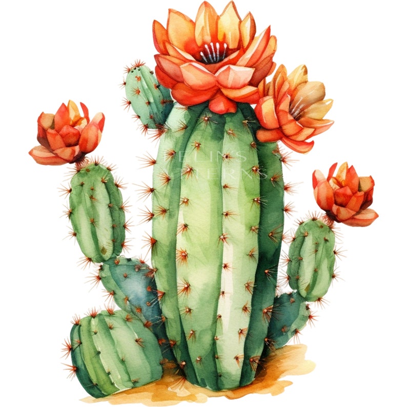 Cactus Clipart PNG - Etsy