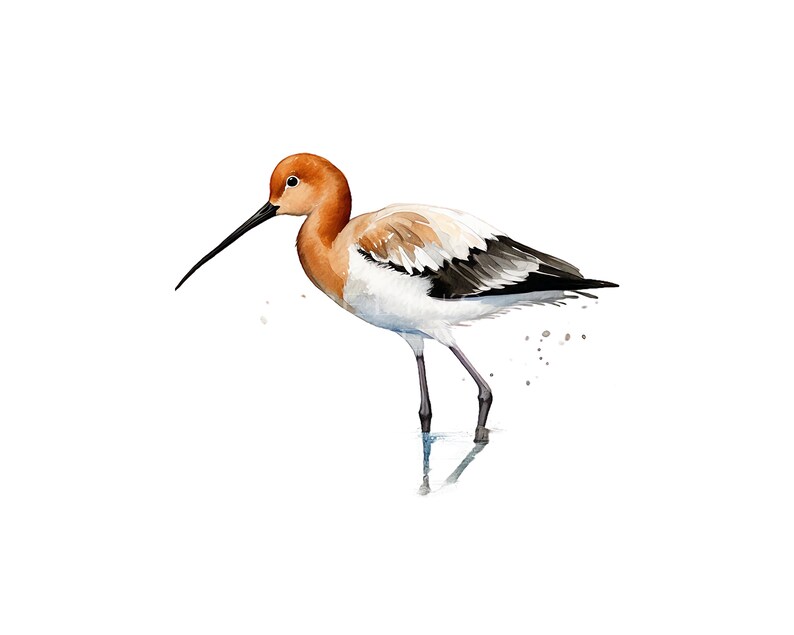 American Avocet Clipart PNG - Etsy