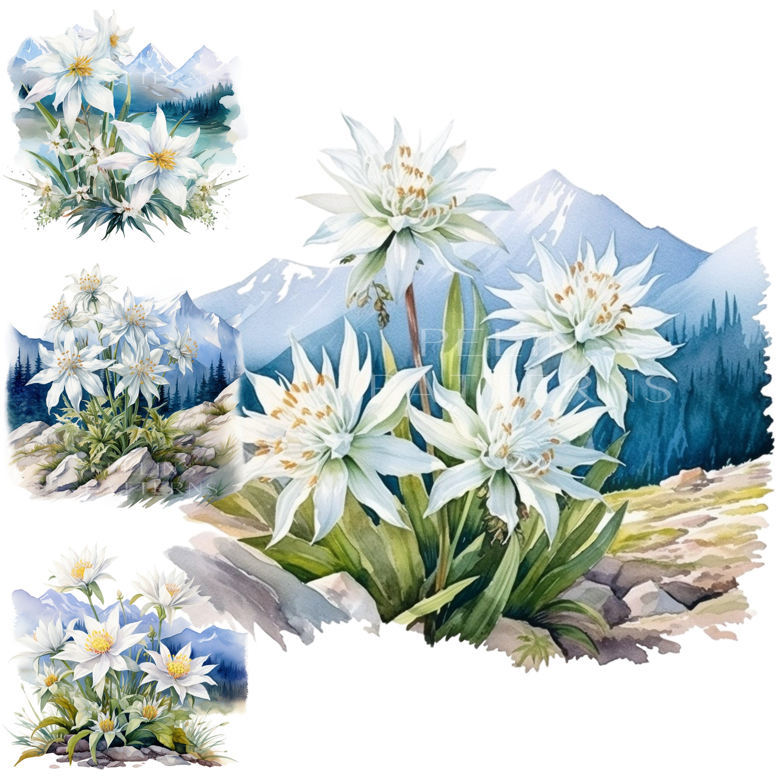 Edelweiss Alpine Png Clipart - Etsy