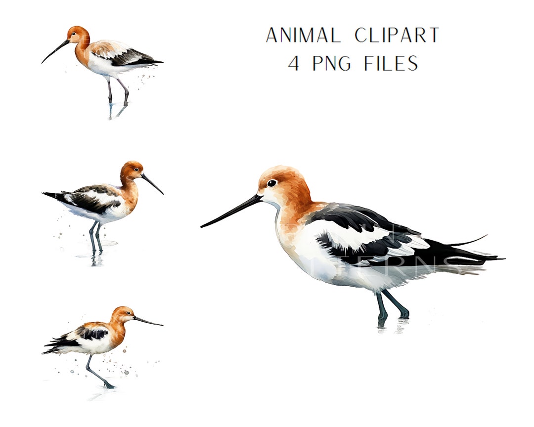 American Avocet Clipart PNG - Etsy
