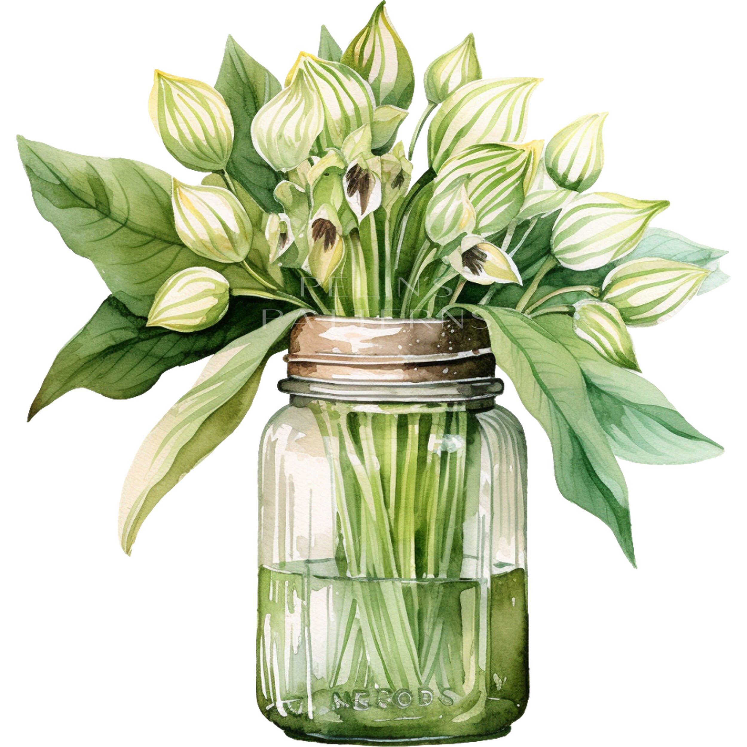 Hosta PNG Clipart - Etsy