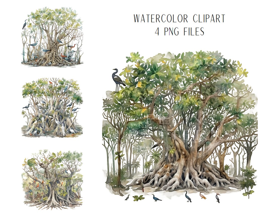 Mangrove Forest Watercolor Clipart PNG - Etsy