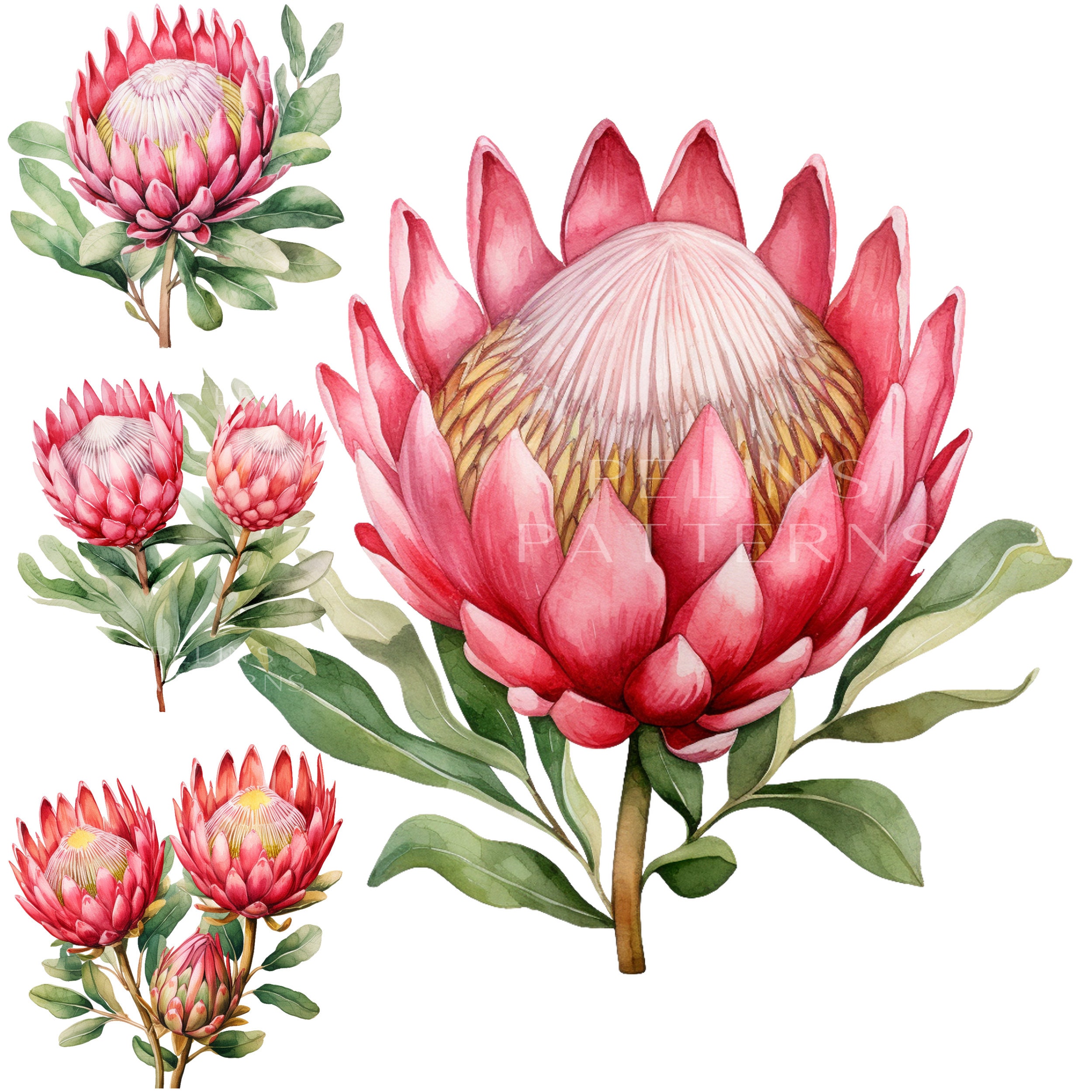 Protea Png Clipart - Etsy