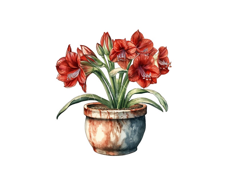Amaryllis PNG Clipart - Etsy