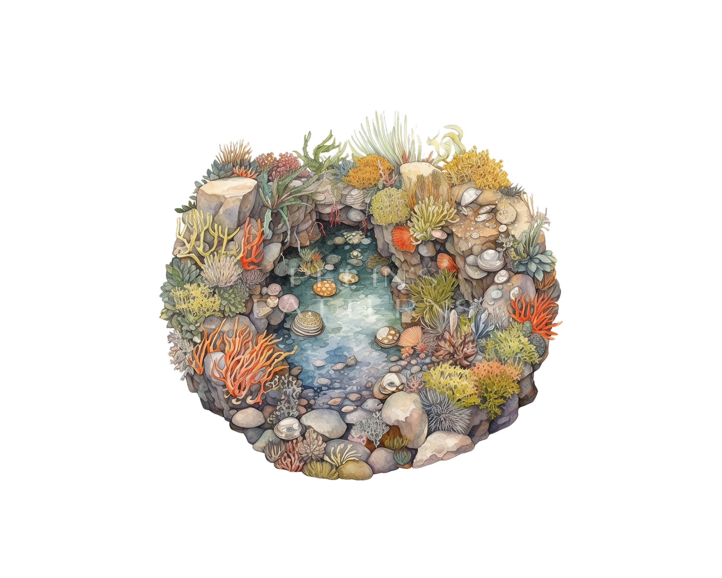 Tidal Pool Watercolor Clipart PNG - Etsy