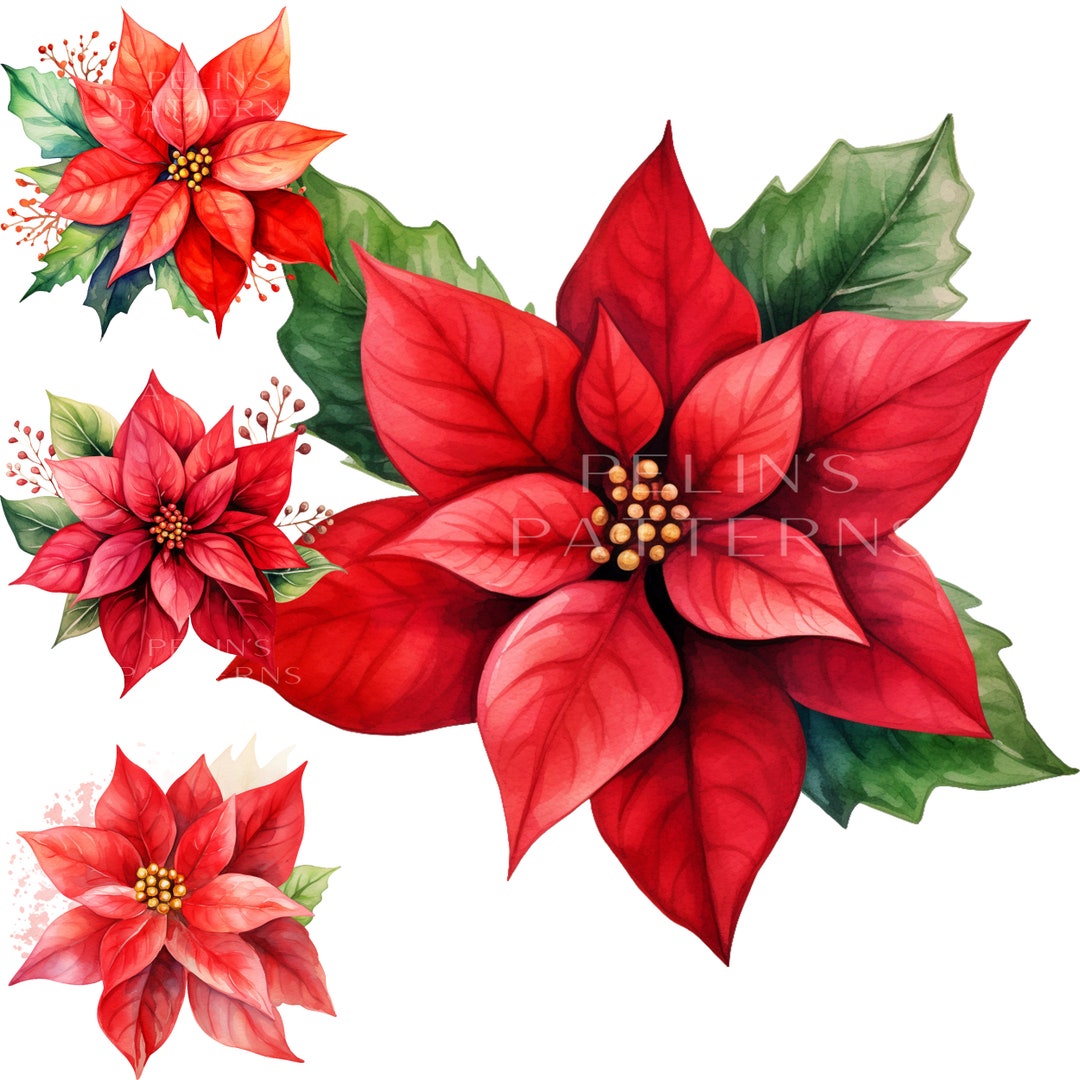 Christmas Poinsettia Watercolor Clipart PNG, Christmas Illustration PNG ...
