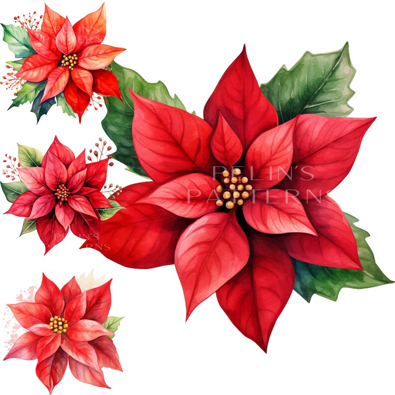 Christmas Poinsettia Watercolor Clipart PNG, Christmas Illustration PNG ...