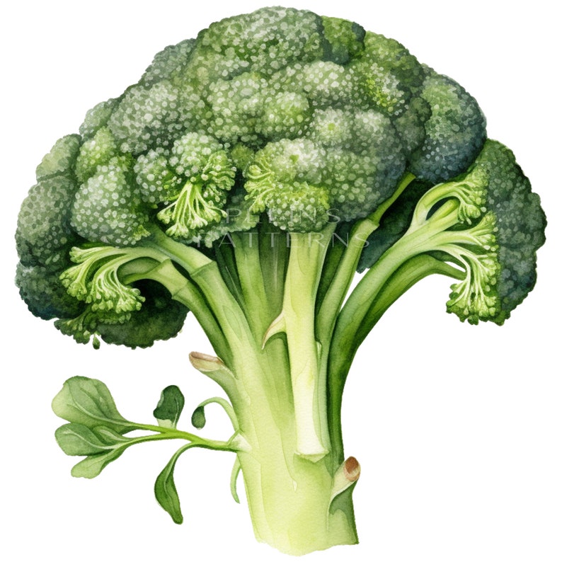 Broccoli Clipart Png - Etsy