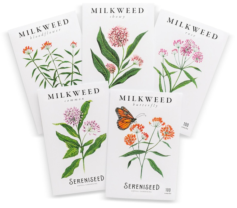 Milkweed Seed Collection (5-pack) - Etsy