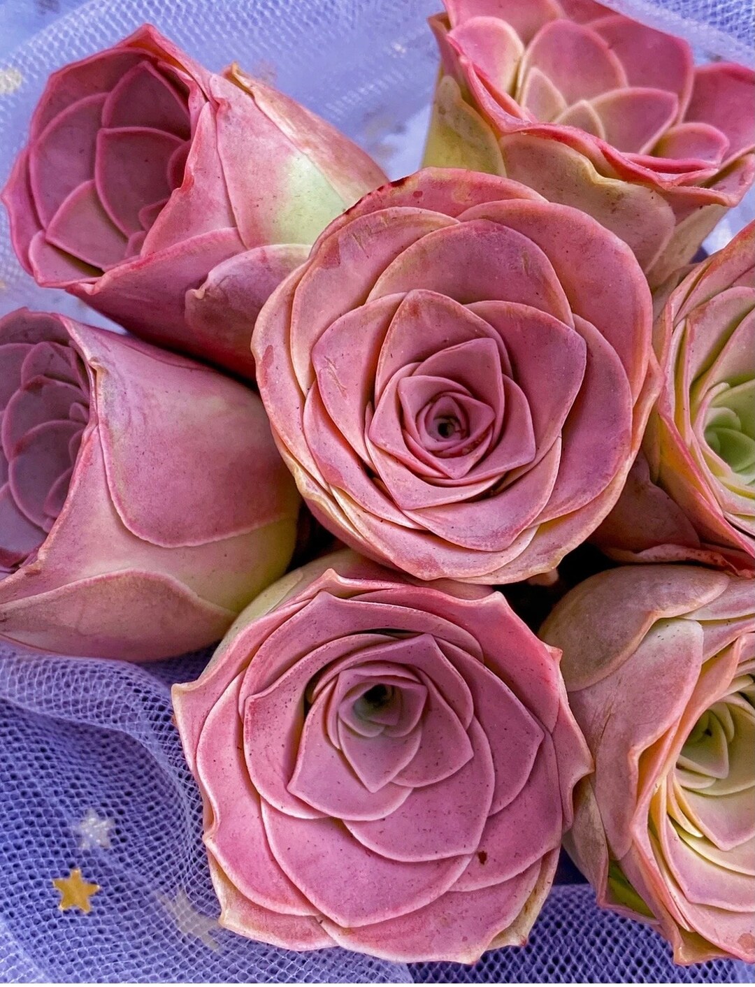 Genovia Aurea Aeonium Aurea Ex El Hierro 'pink Mountain - Etsy Genovia Aurea Aeonium Aurea Ex El Hierro 'pink Mountain - Etsy